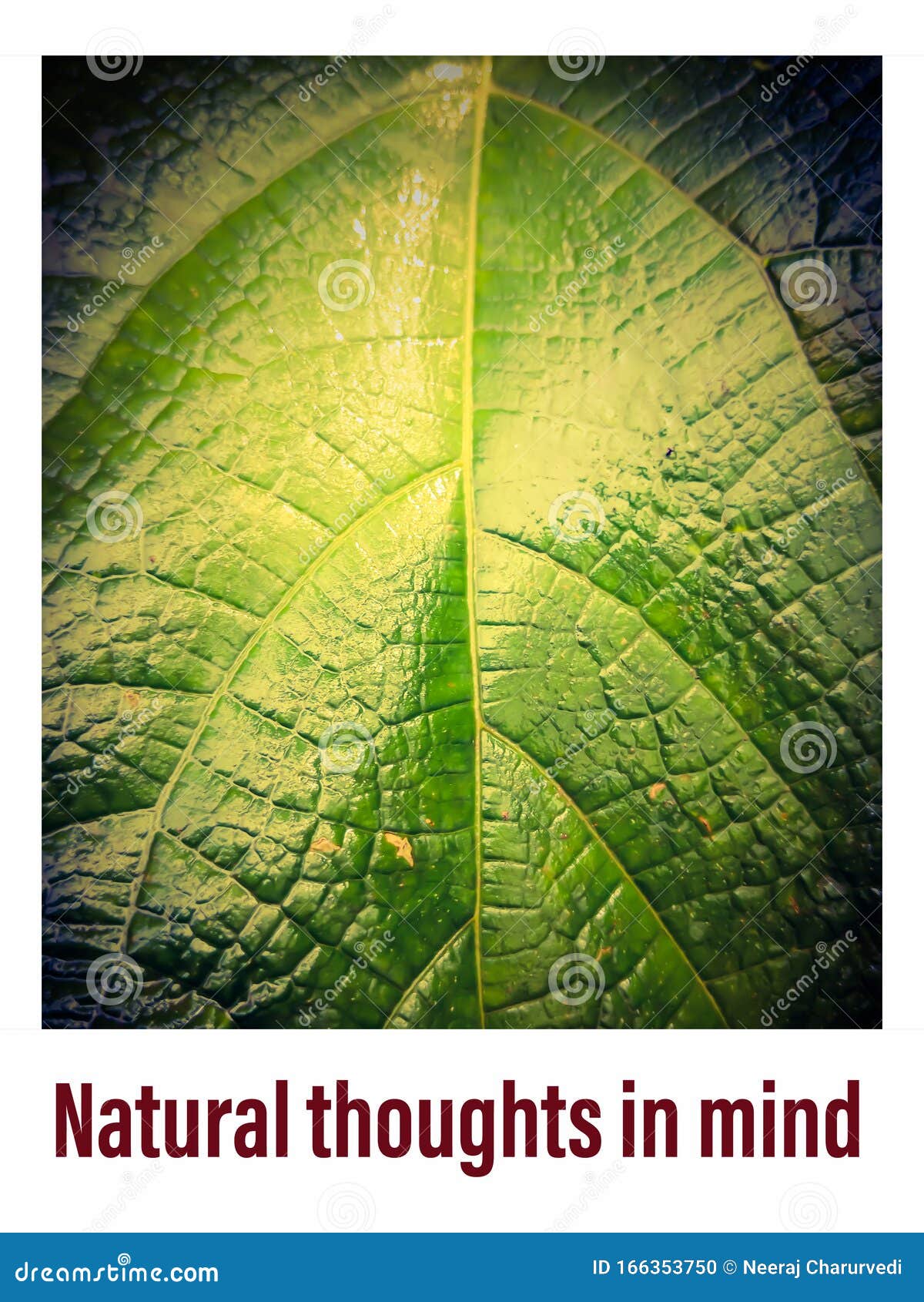 Natural Thoughts in Mind Concept Displaying with Leaf Image Stock Photo ...