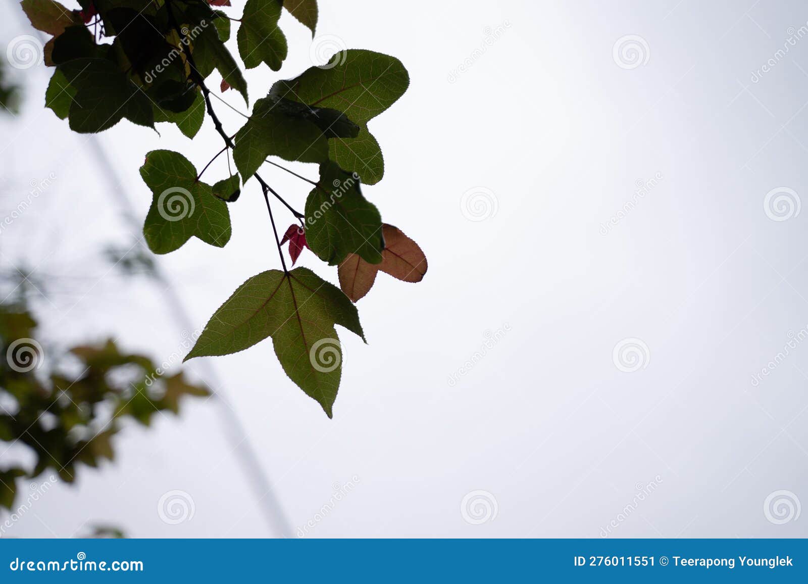 Natural Three-lobed Leaf Branch, White Background Stock Image - Image ...