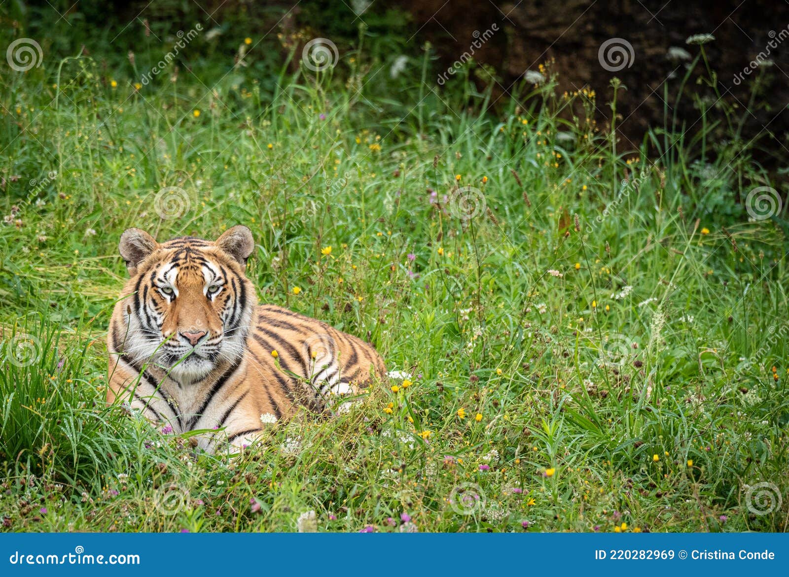 Natural Tiger on the Ground Stock Image - Image of natural, savanna ...