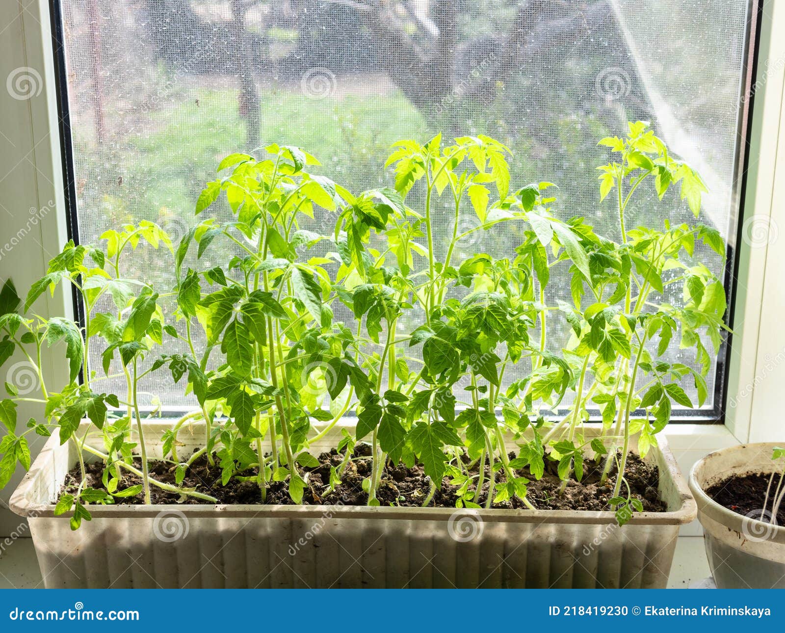 Natural Tomato Seedlings in Box on Window Sill Stock Photo - Image of ...