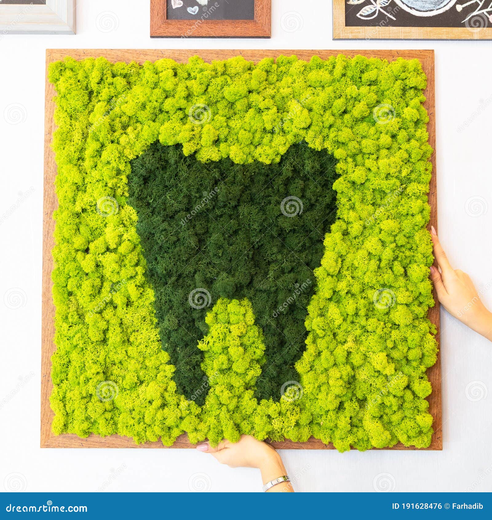 Holding Natural Tooth Shaped Moss for a Wall Stock Photo - Image of ...