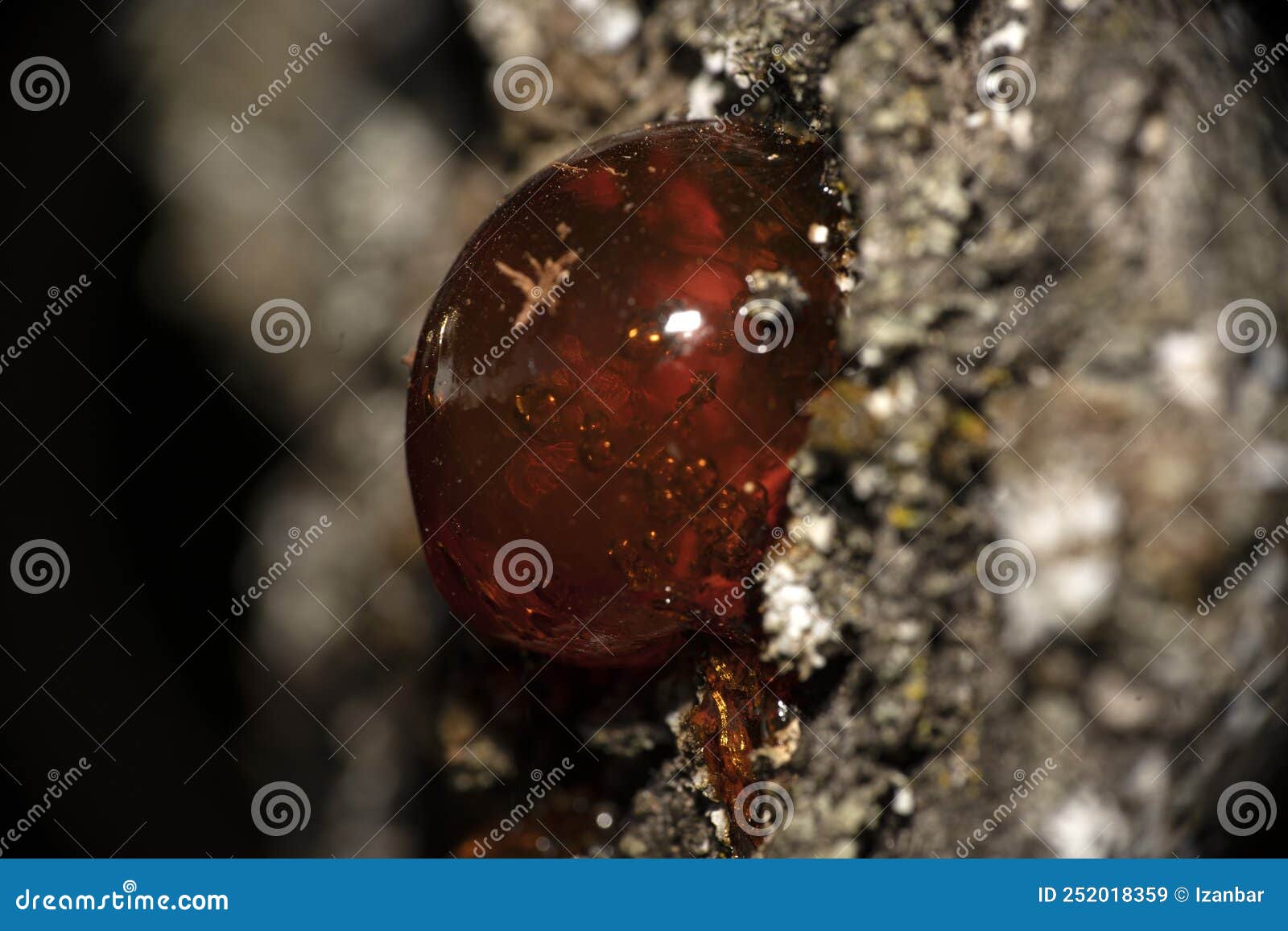 Natural Tree Amber Resin Macro Stock Image - Image of natural, pattern ...