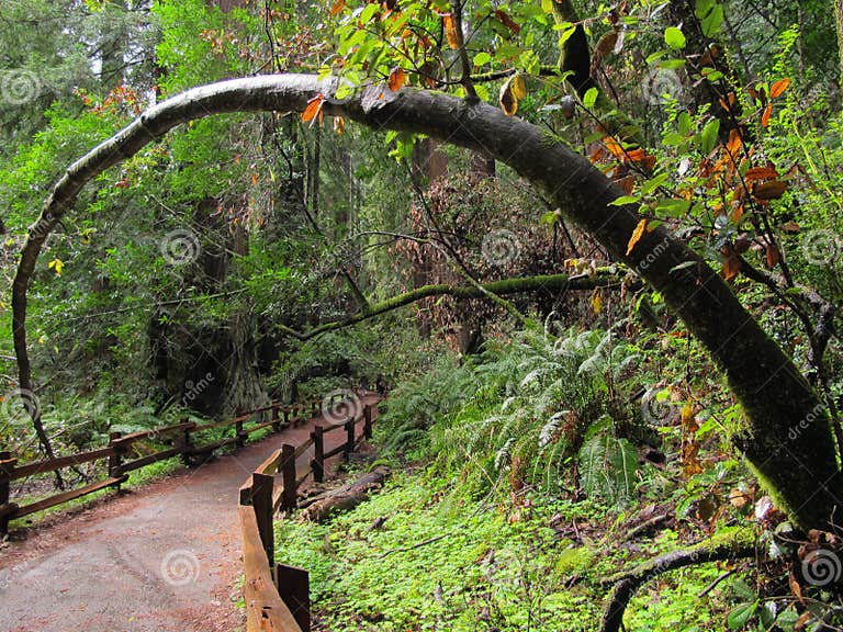 Natural Tree Arch at the Forest Stock Image - Image of lean, deviation ...