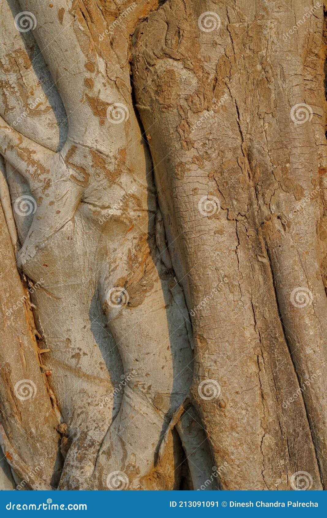 Natural Tree Bark Branch Texture Backgrond Stock Image - Image of ...