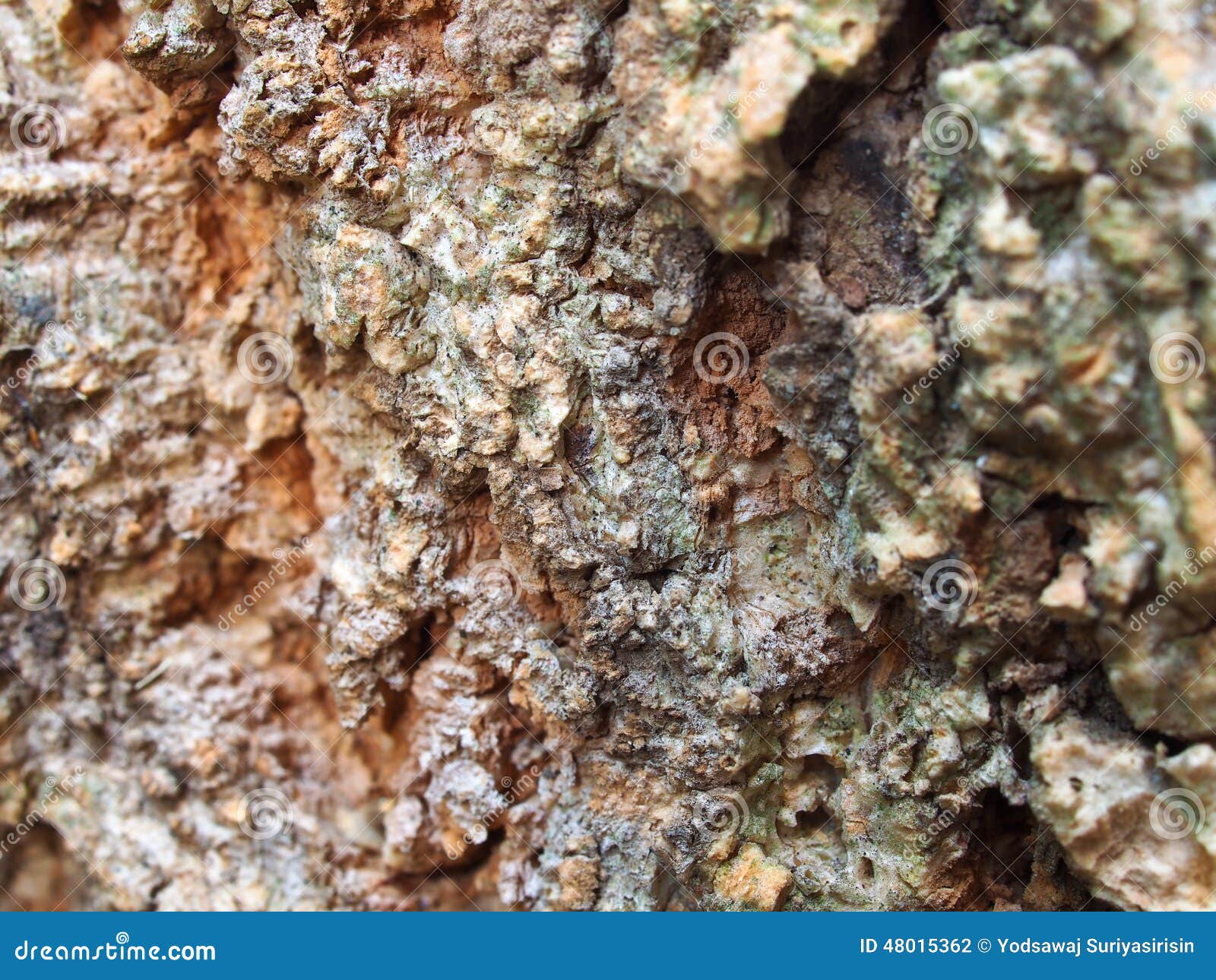 The natural tree bark stock photo. Image of wooden, bark - 48015362