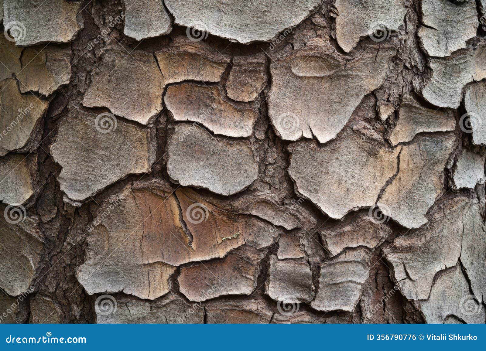 Natural Tree Bark Displays an Array of Detailed Grooves and Textures ...