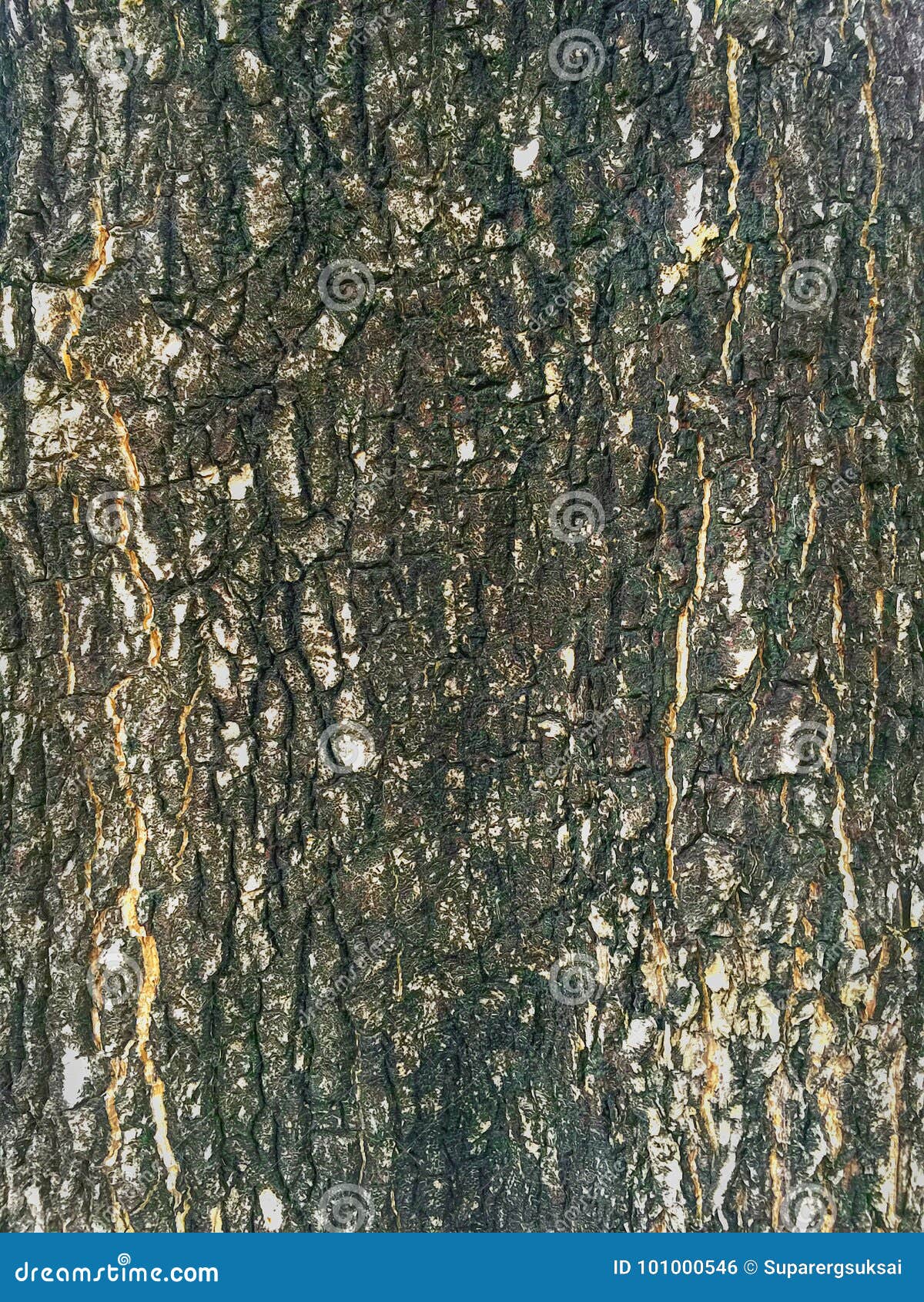 Tree Bark Texture stock photo. Image of trunk, wood - 101000546