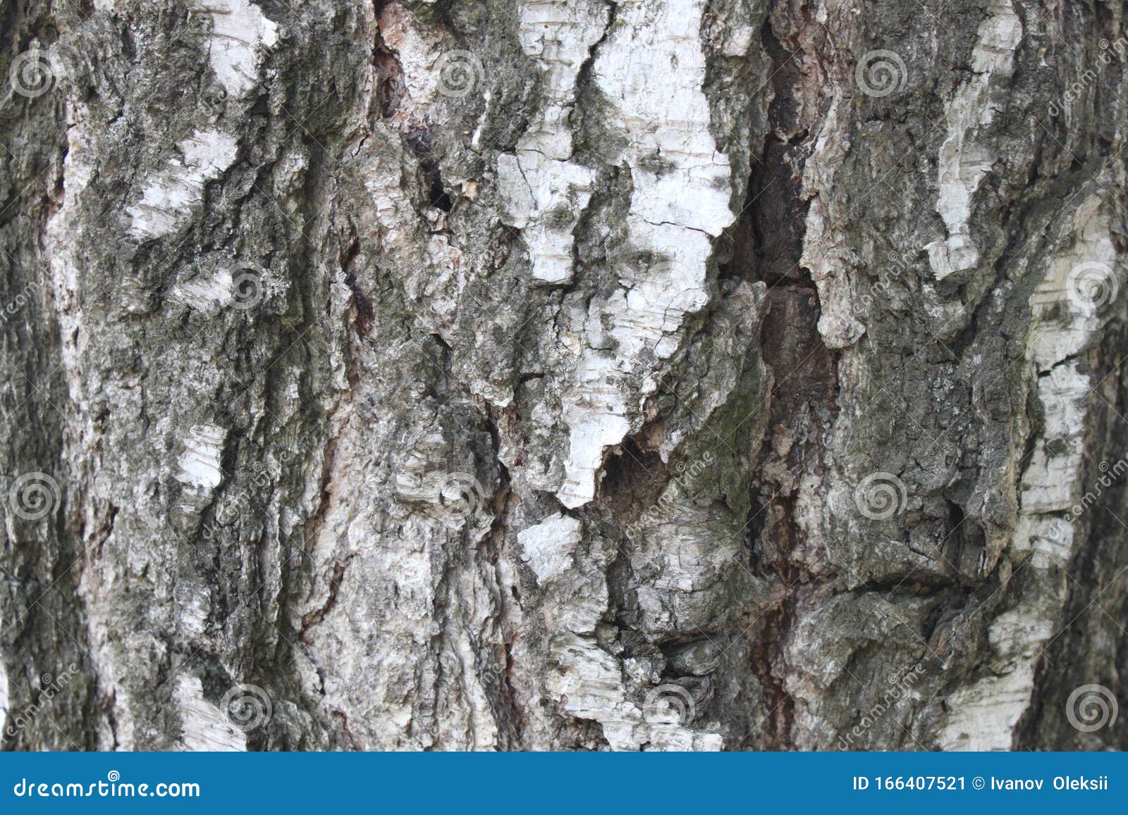 Natural tree bark texture stock image. Image of design - 166407521