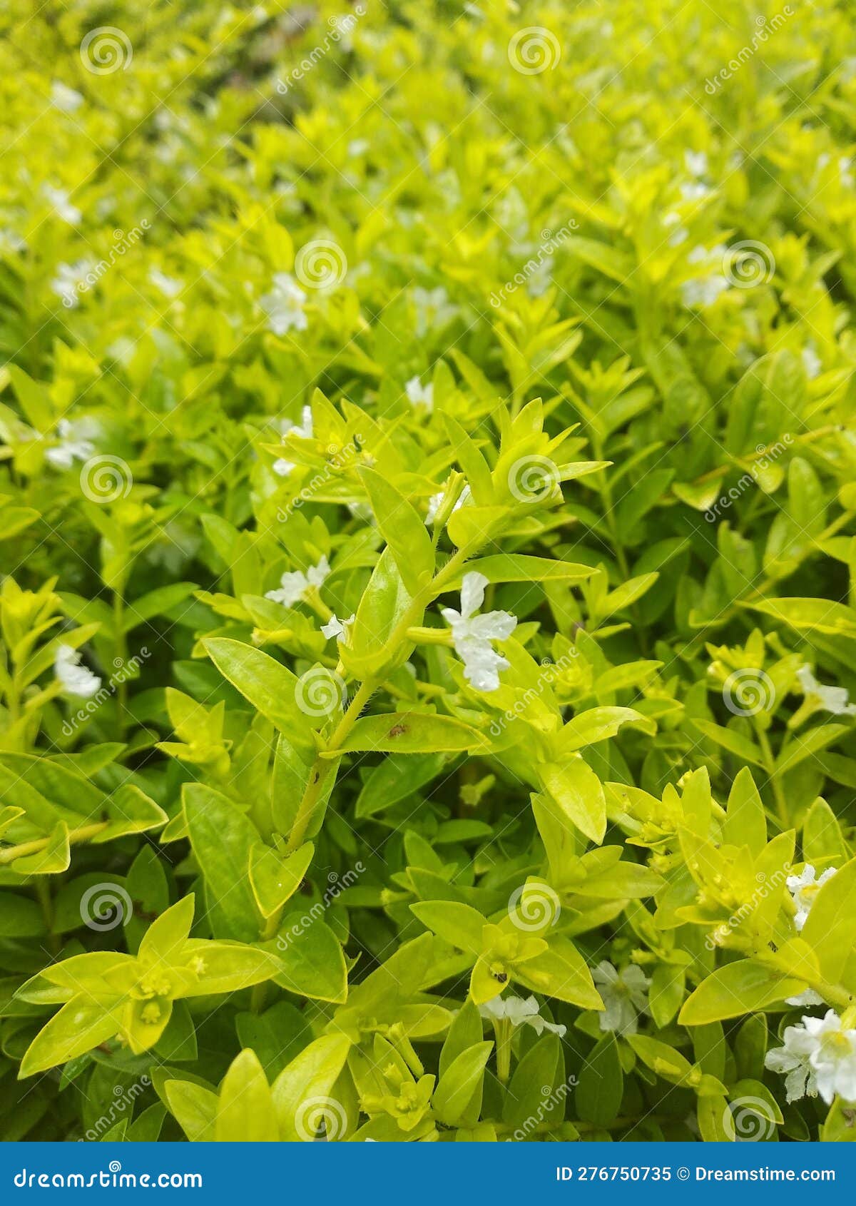 Natural Tree of Botani Garden Stock Image - Image of botanic, garden ...