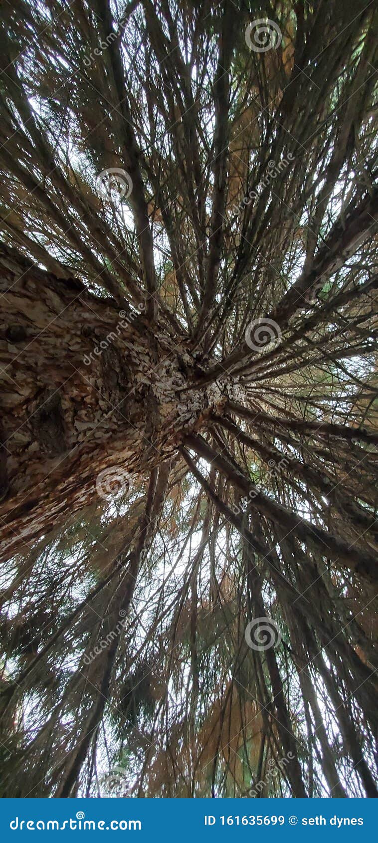 Natural stock image. Image of neat, natural, tree, branches - 161635699