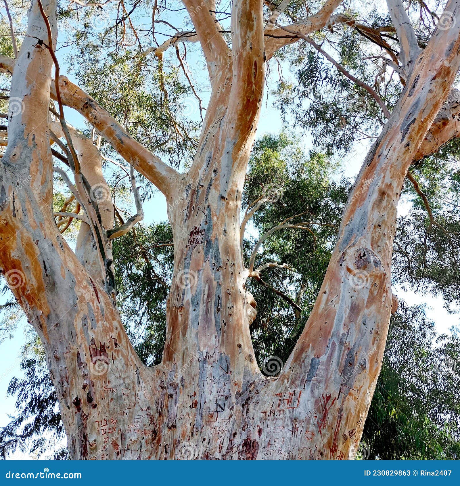 Natural Tree Branches Texture Stock Image - Image of natural, brown ...