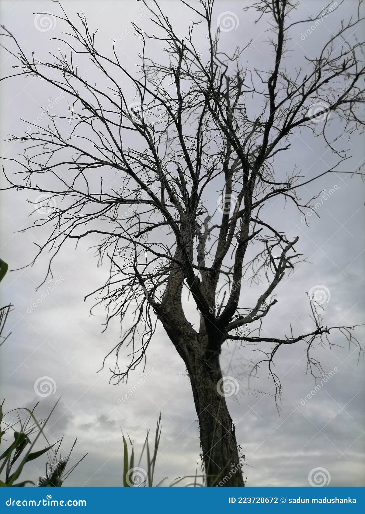 The natural tree died stock photo. Image of frost, wind - 223720672