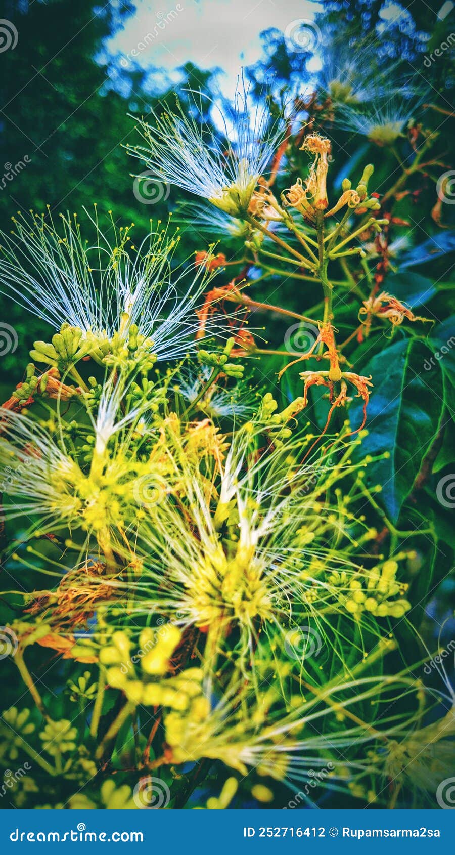 Natural tree flo.... stock photo. Image of autumn, grass - 252716412