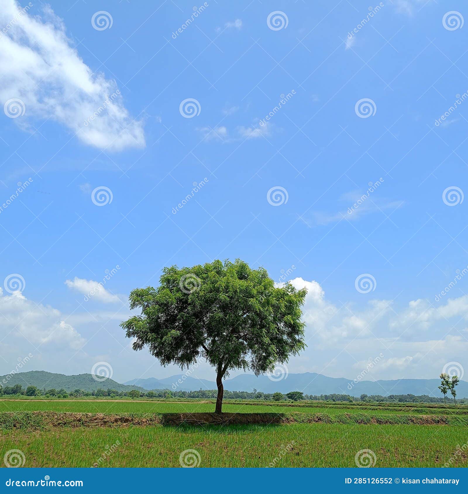 Natural Tree always Happy Imege Odisha Stock Photo - Image of odisha ...