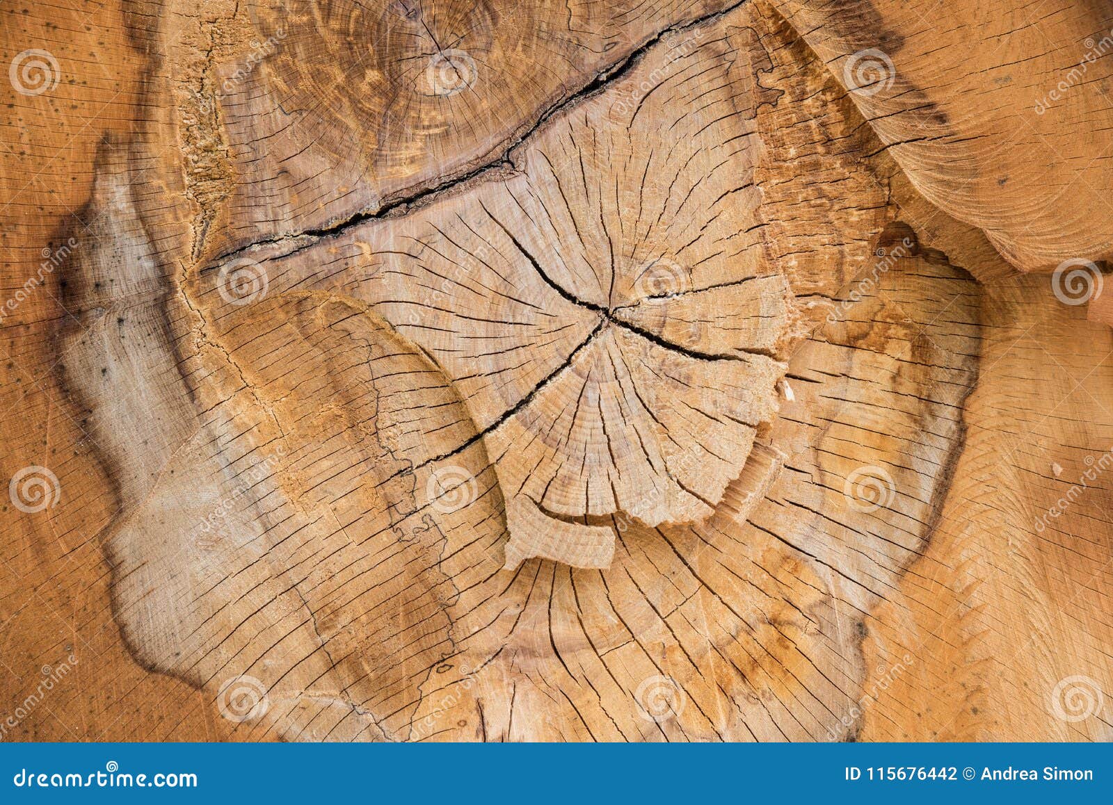 Natural Tree Pattern Wood Texture Stock Photo - Image of timber, bark ...