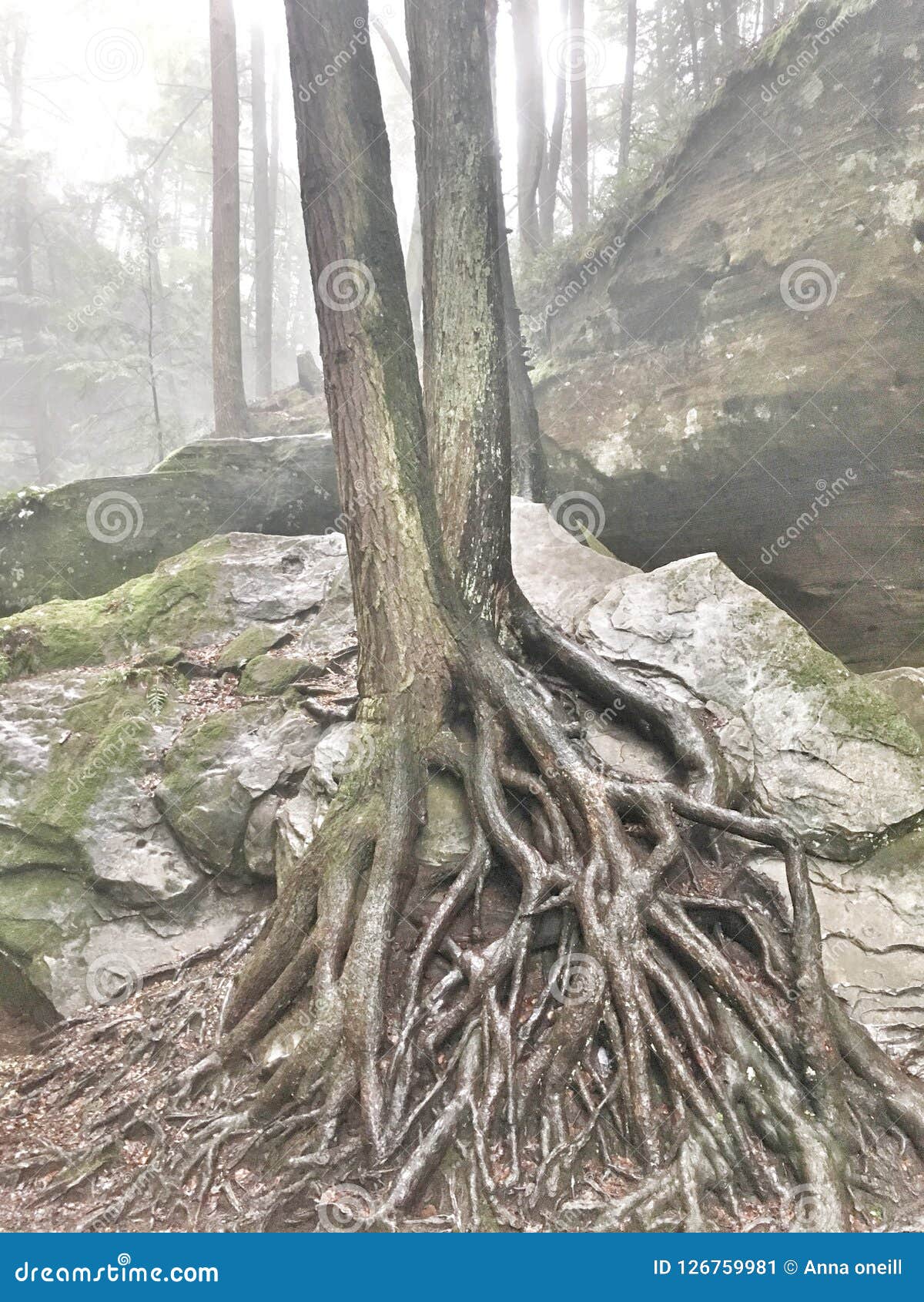Amazing roots stock image. Image of roots, natural, tree - 126759981