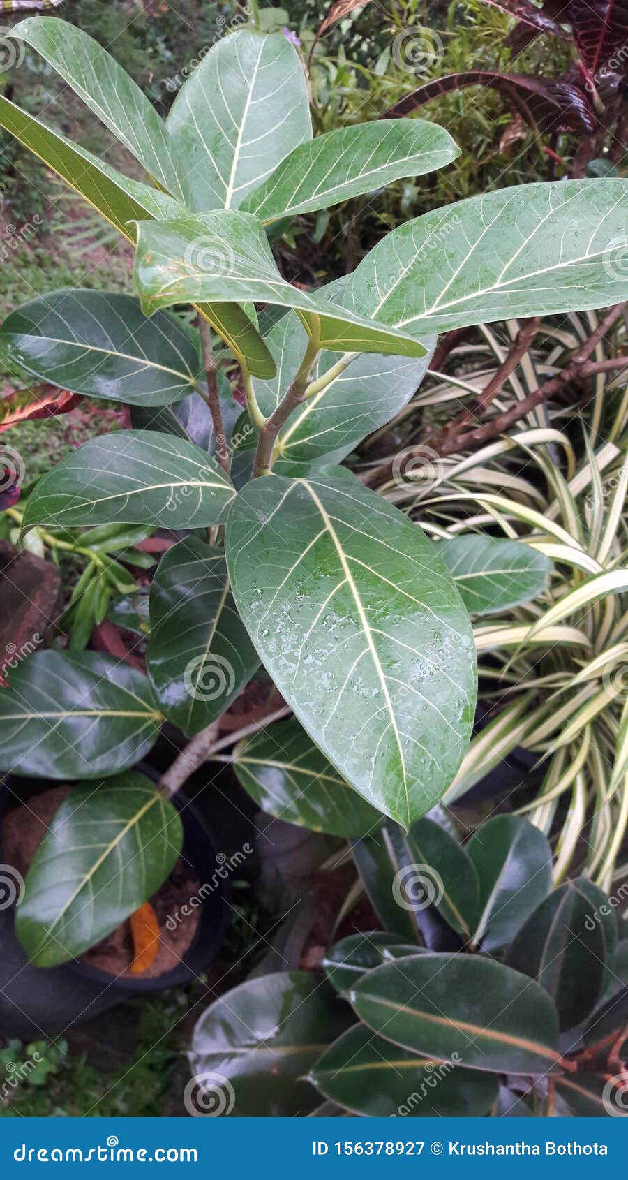 Natural Tree. Planted in a Pot. this is a Kind of Nuga Plant . Stock ...