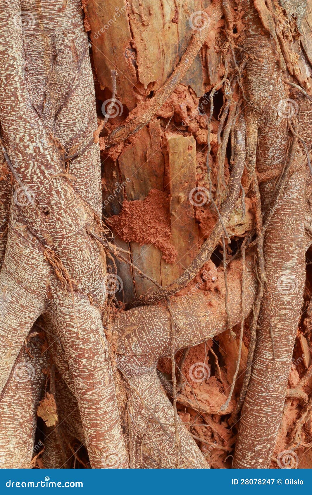 Natural tree root stock image. Image of cold, field, cross - 28078247