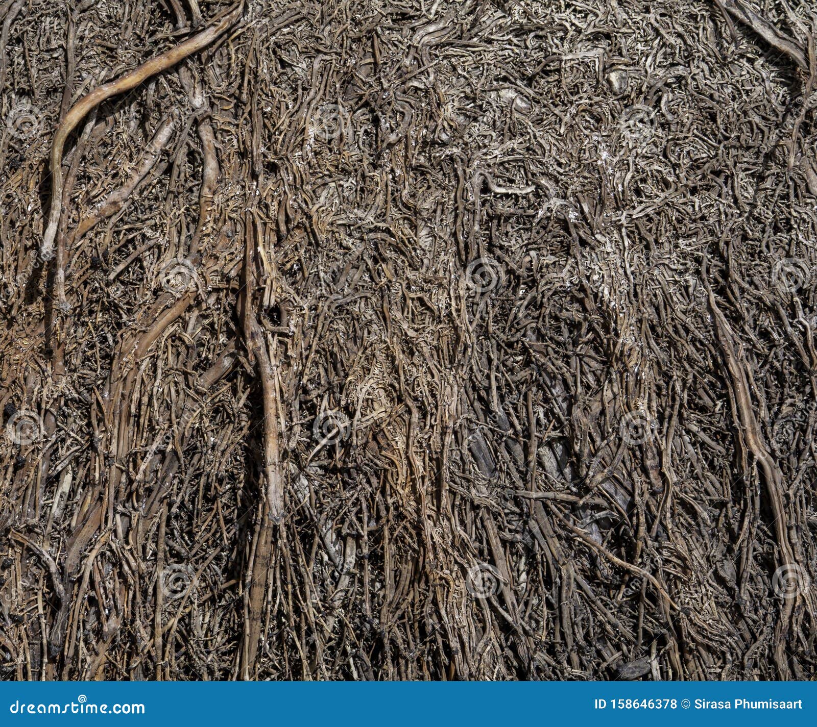 Natural Tree Roots Underground are Dehydration Isolated, Close Up Stock ...
