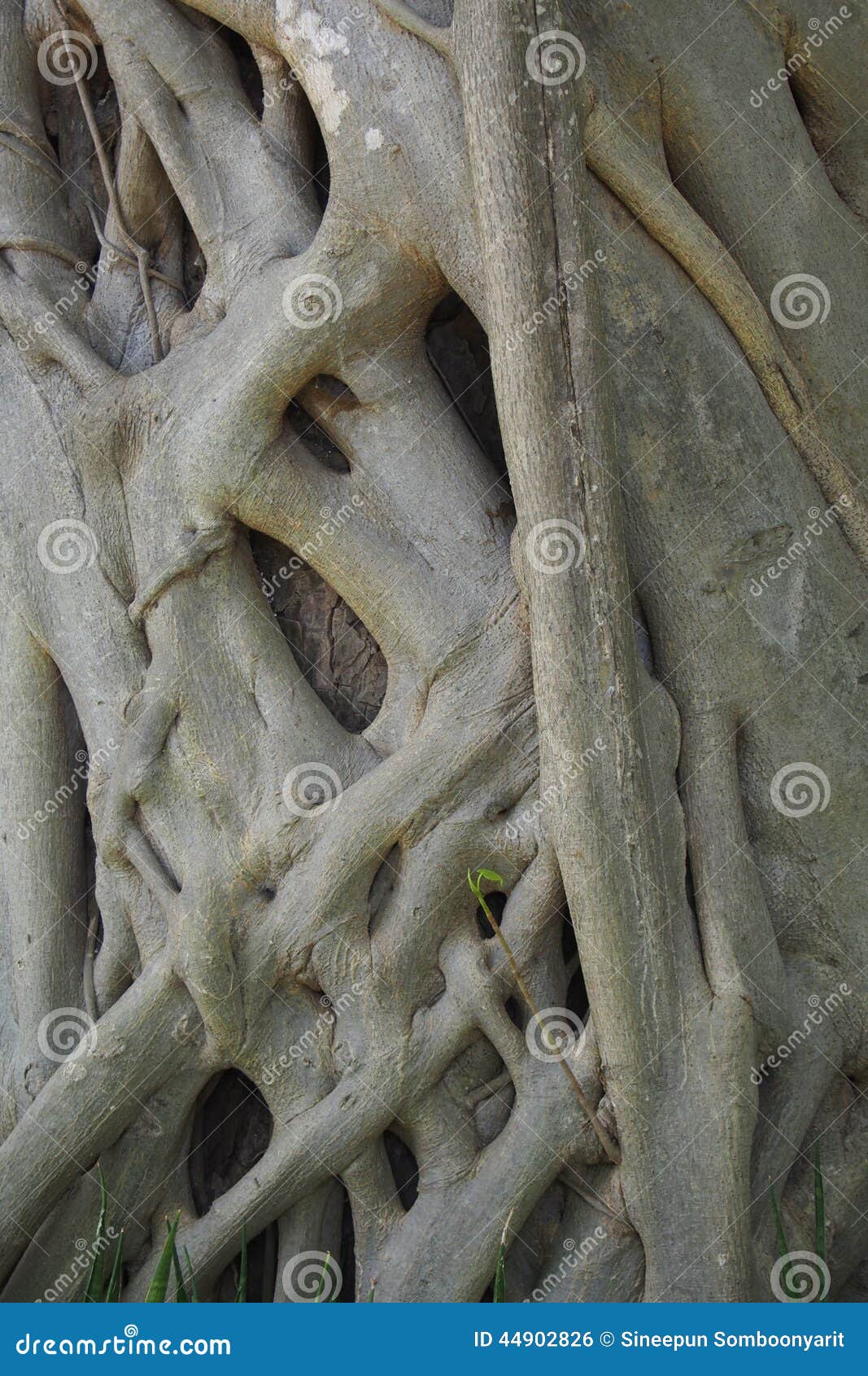 Natural Tree Roots Woven Texture Stock Photo - Image of texture, nature ...