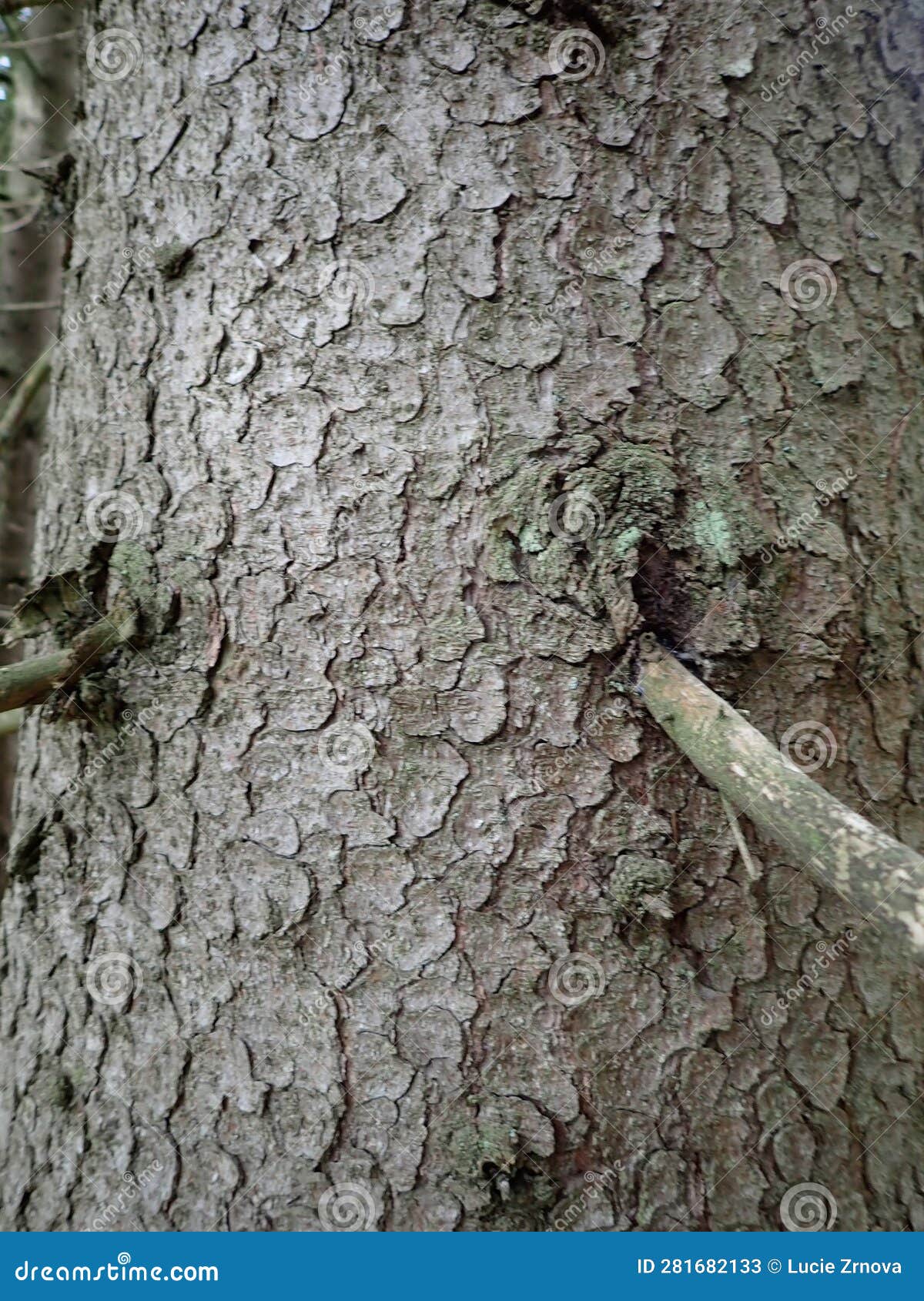 Natural Tree Skin Texture in a Wood Stock Image - Image of protection ...
