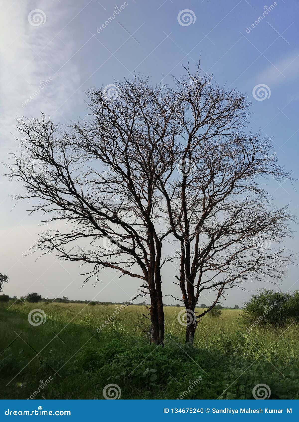 Natural tree stock photo. Image of natural, tree, seed - 134675240