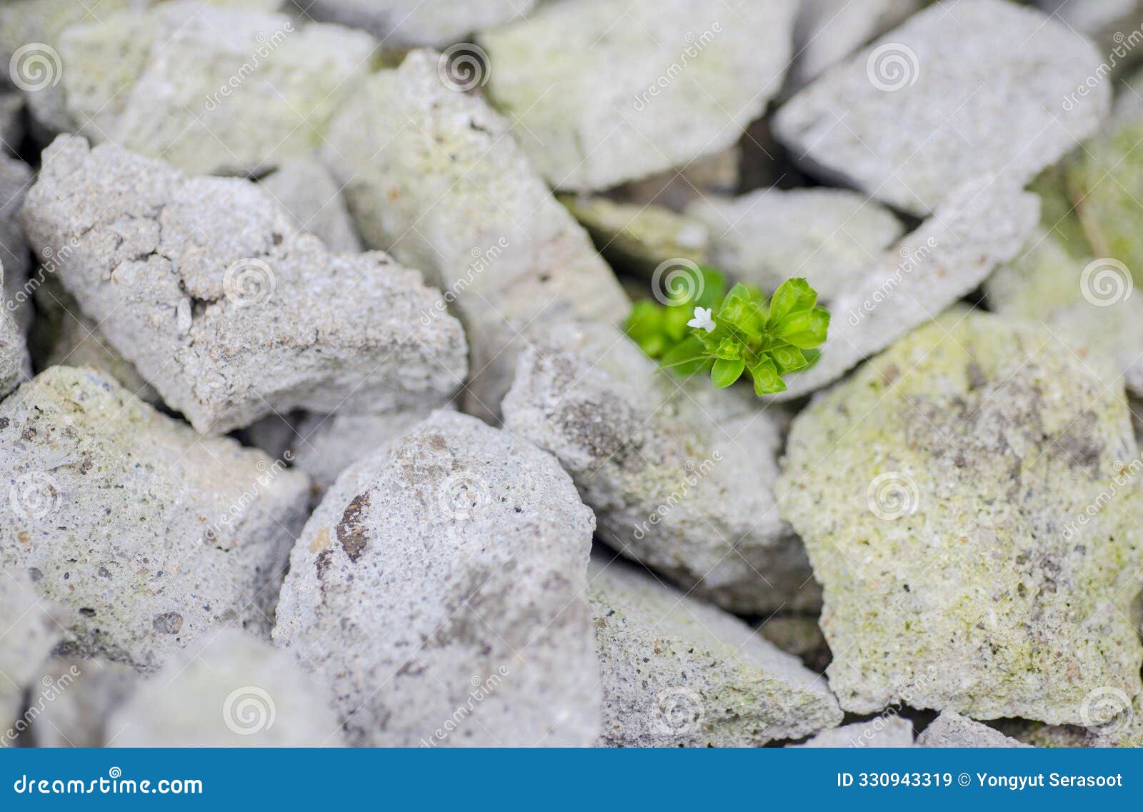 Natural Tree Survival in an Often Hostile Environment Stock Image ...