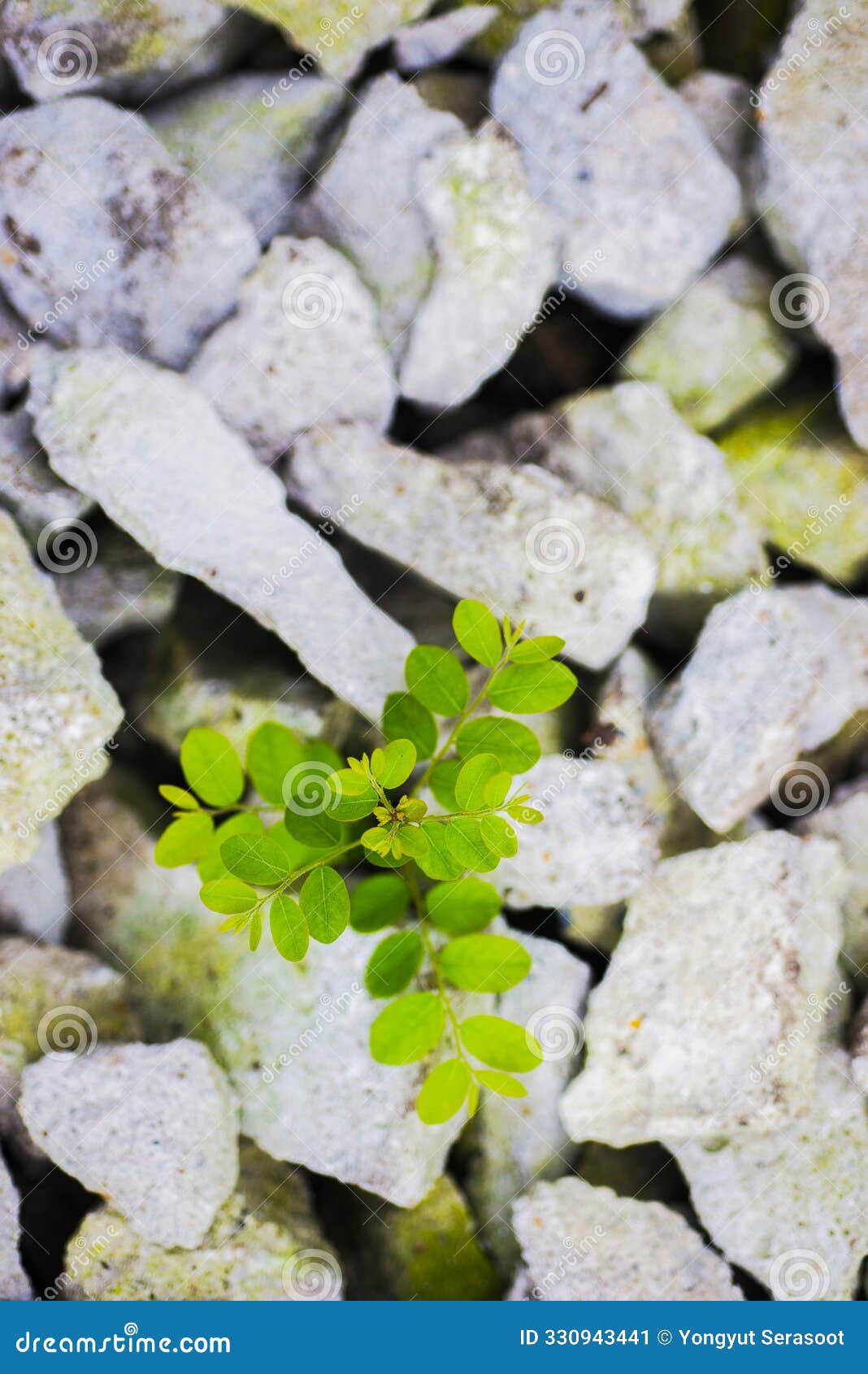 Natural Tree Survival in an Often Hostile Environment Stock Image ...