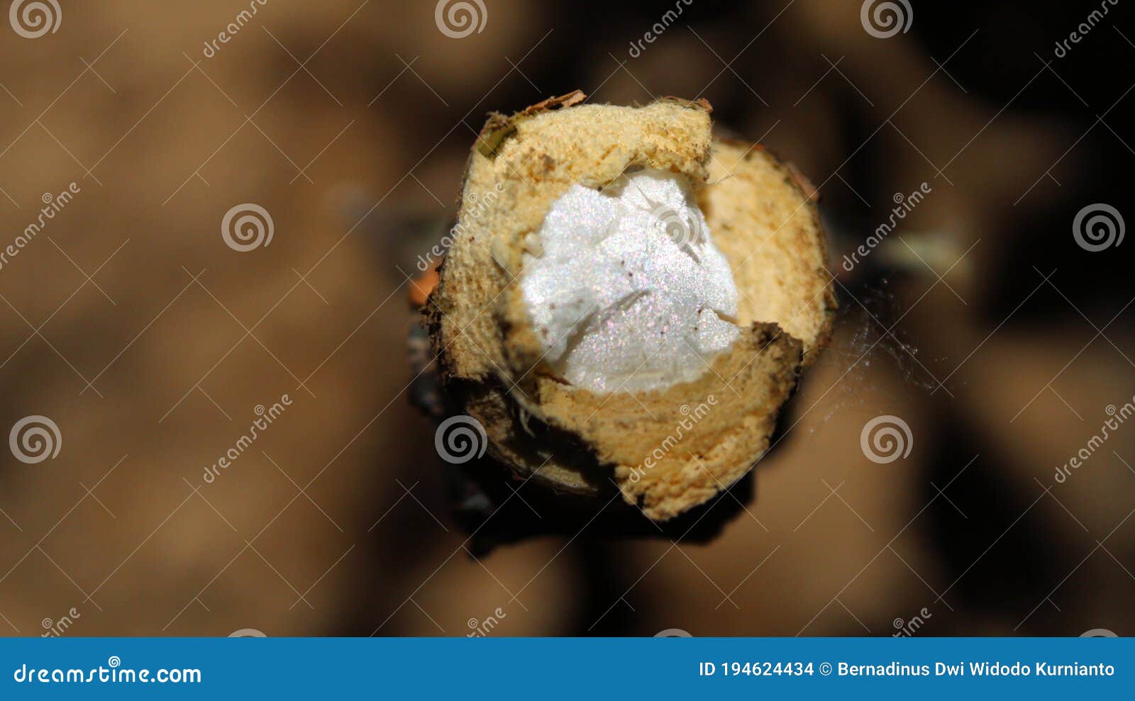 Natural Tree Trunk Fracture Stock Photo - Image of plant, white: 194624434