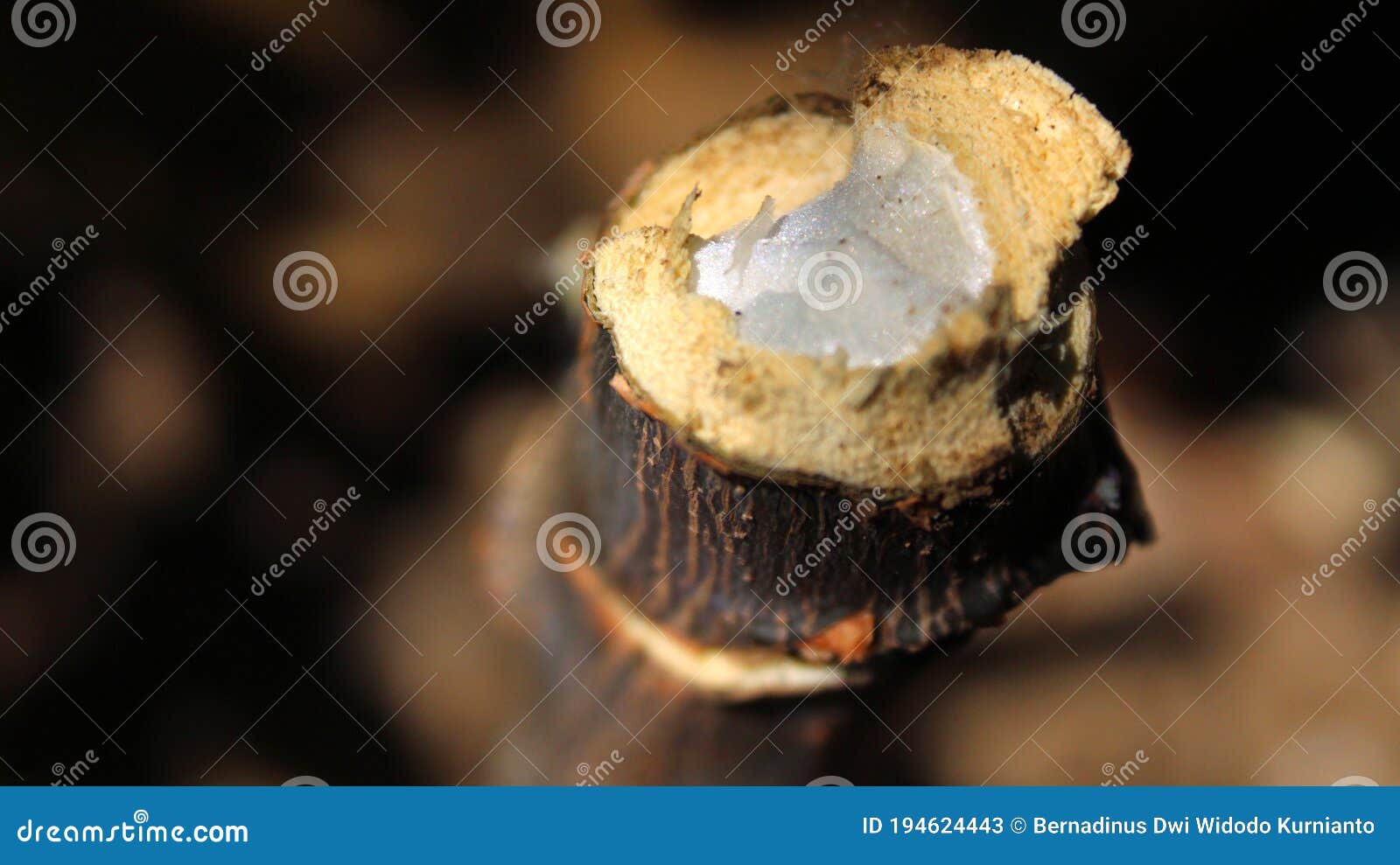 Natural Tree Trunk Fracture Stock Image - Image of texture, trunk ...