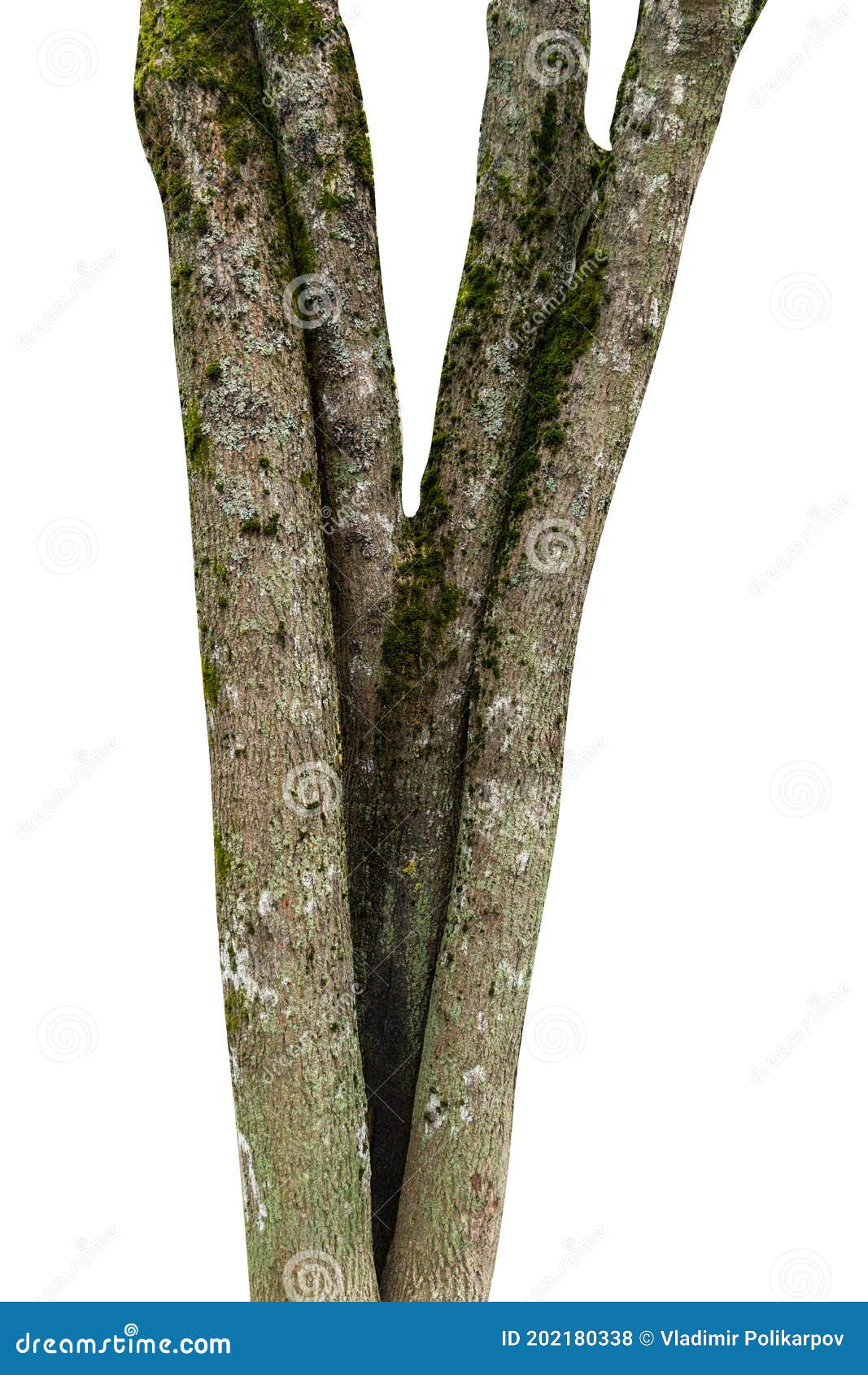 Natural Tree Trunk Isolated on White Background Stock Photo - Image of ...