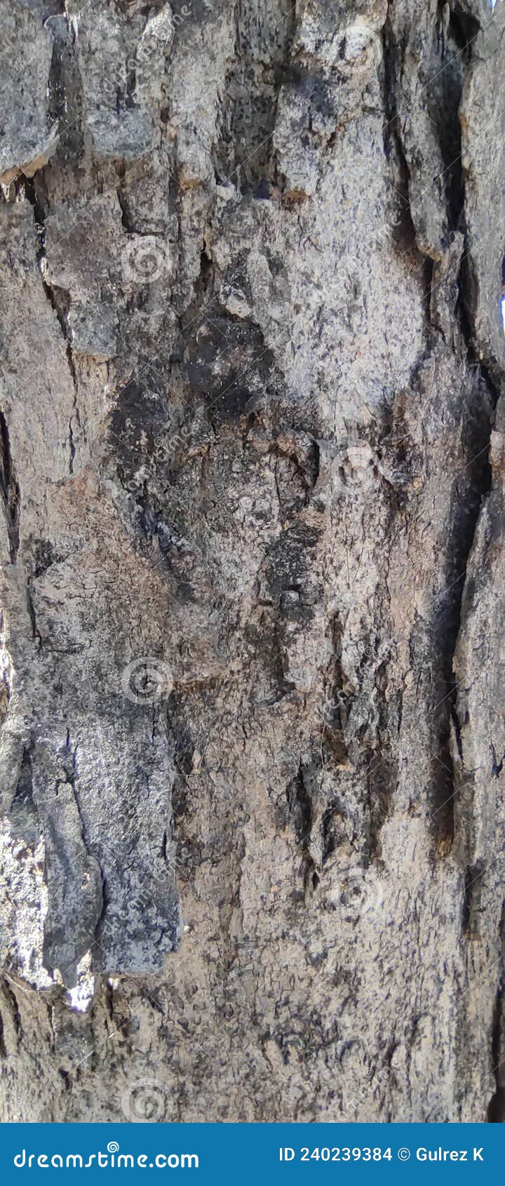 Natural Tree Trunk Pattern Background in Grey Stock Photo - Image of ...