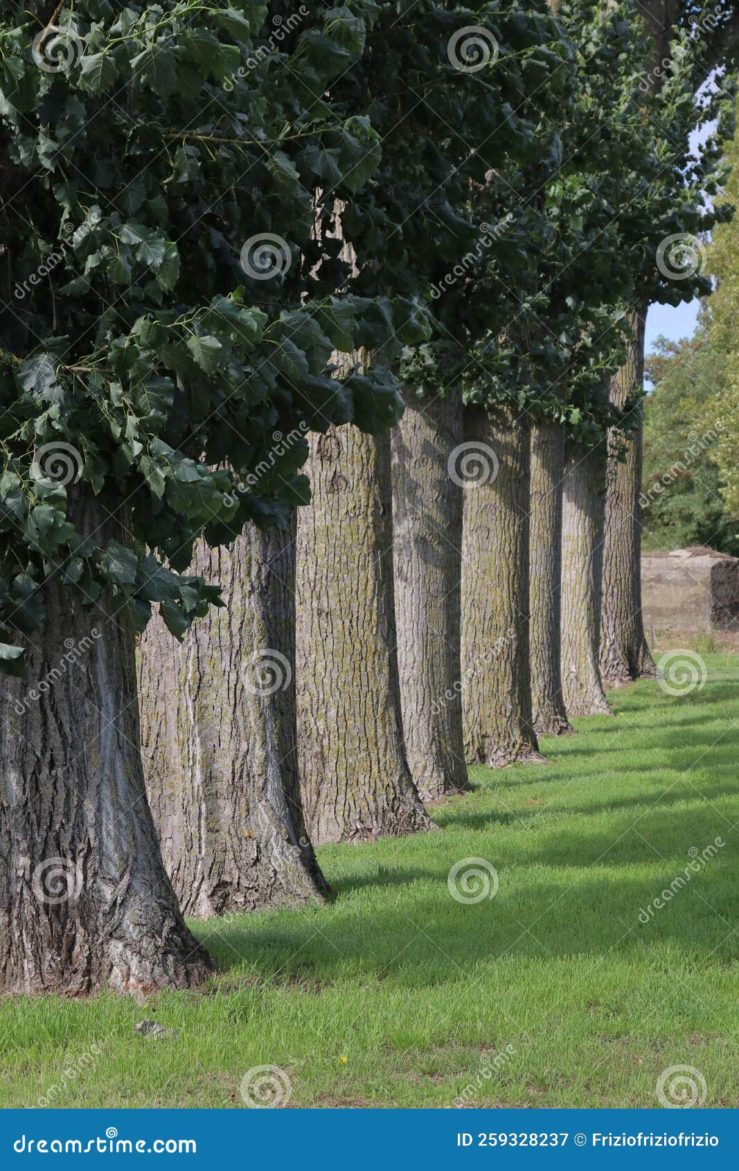Natural Tree Trunks of Poplar in a Countryside Stock Image - Image of ...