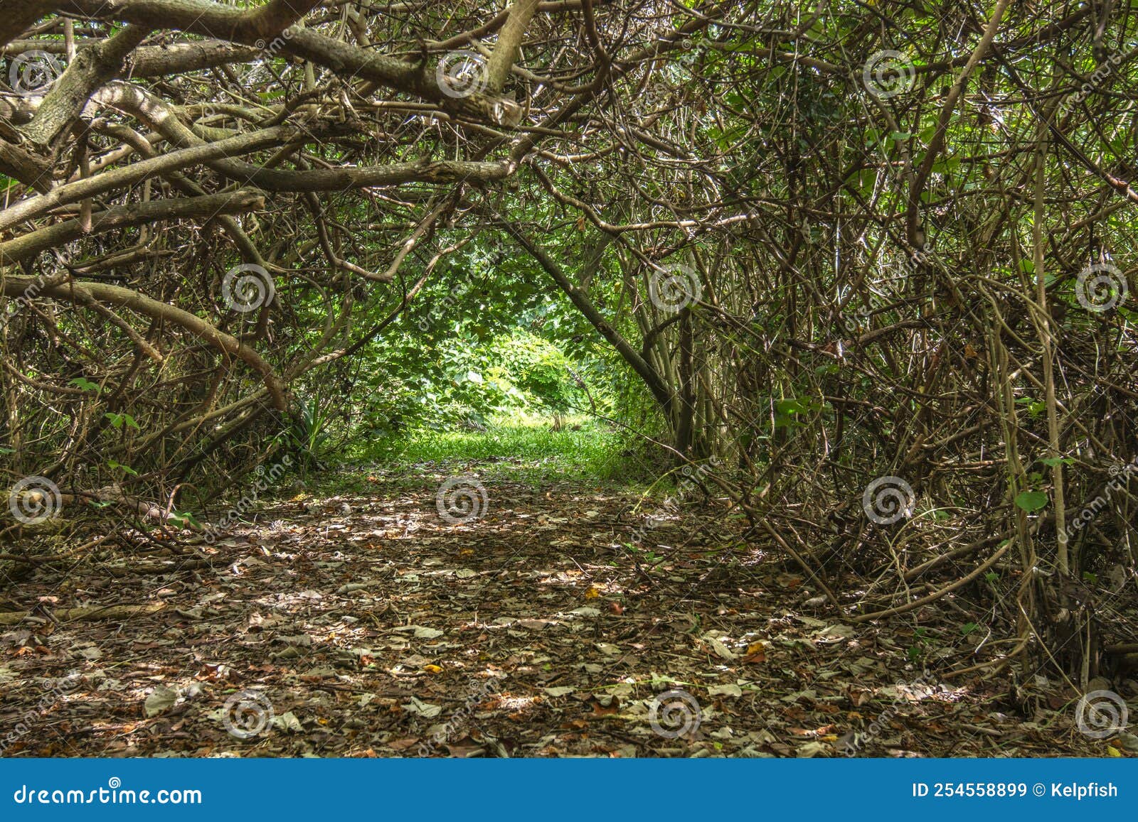Natural tree tunnel stock image. Image of branch, sunlight - 254558899