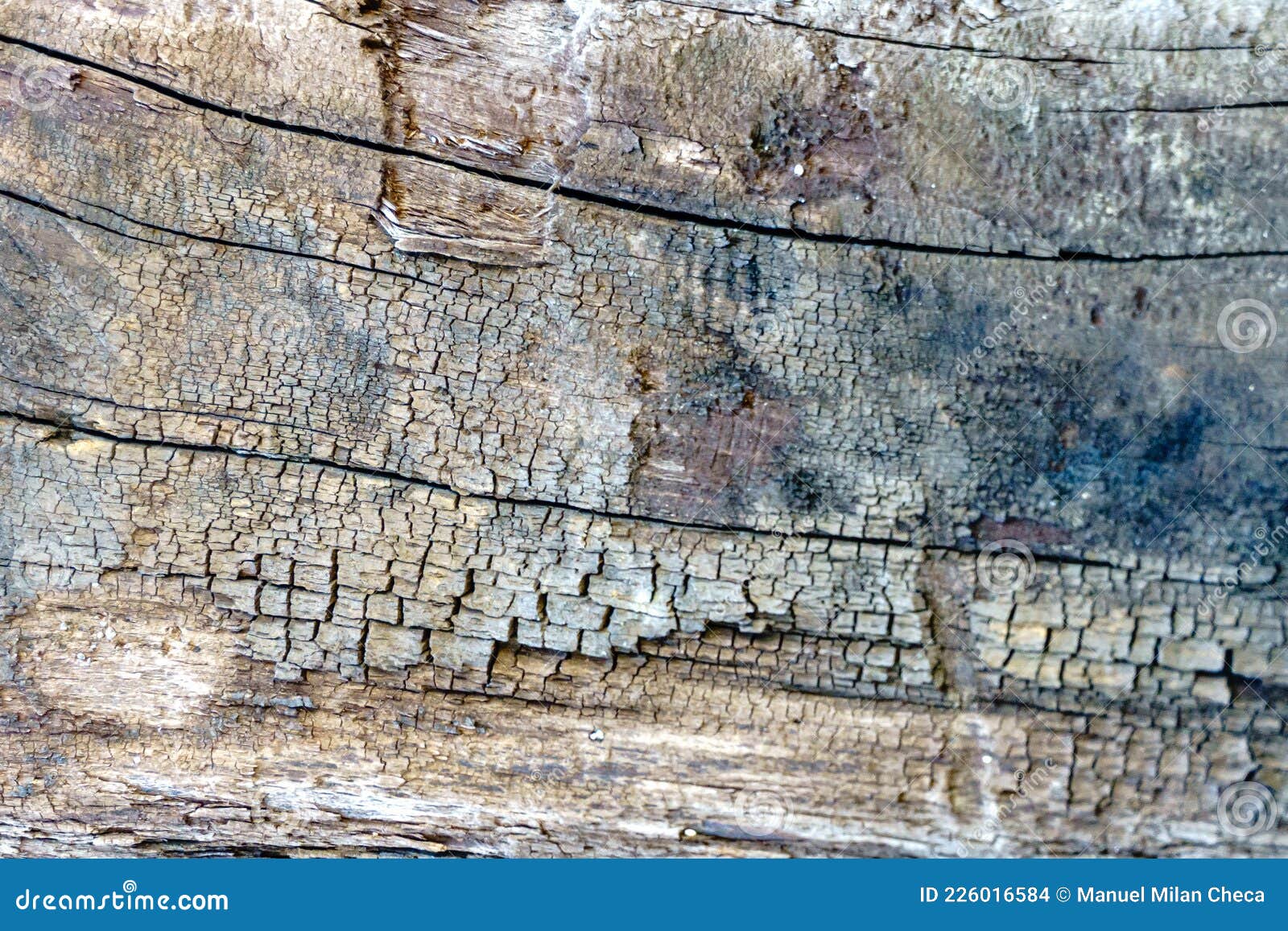 Natural Tree Wood Texture for Background Stock Photo - Image of pattern ...