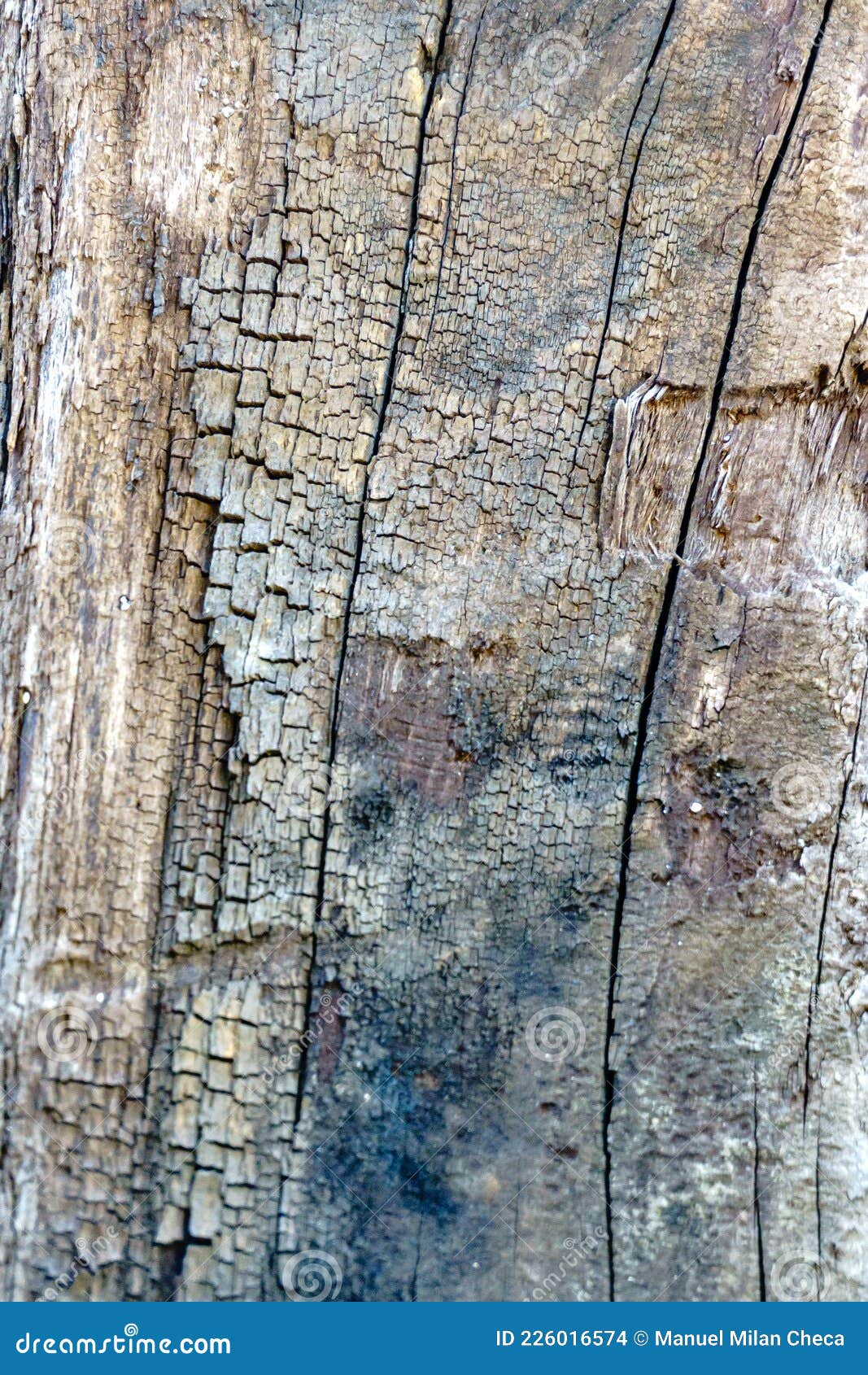 Natural Tree Wood Texture for Background Stock Photo - Image of pattern ...