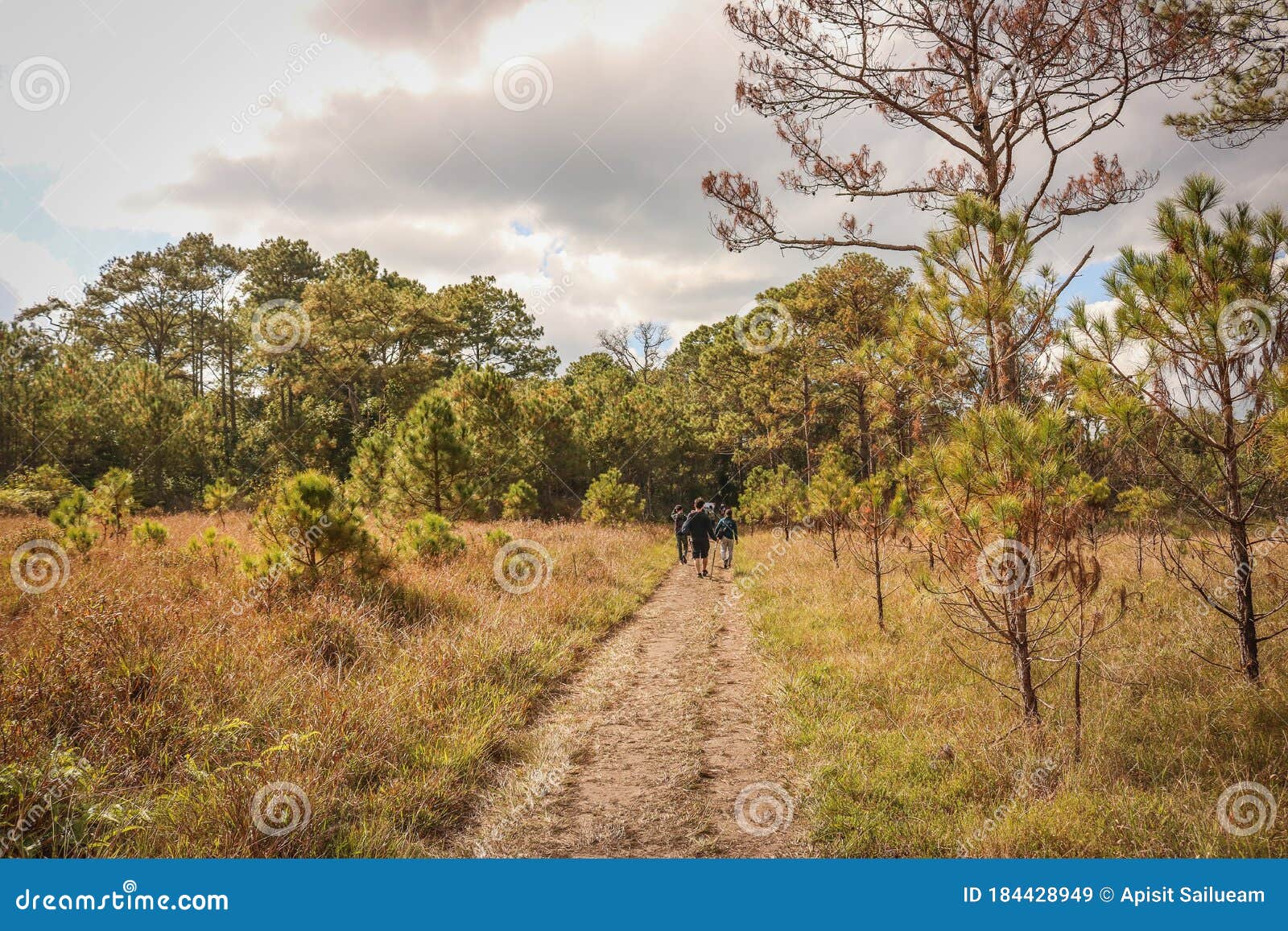 Natural Trees in the Deep Forest Stock Image - Image of deep, landscape ...