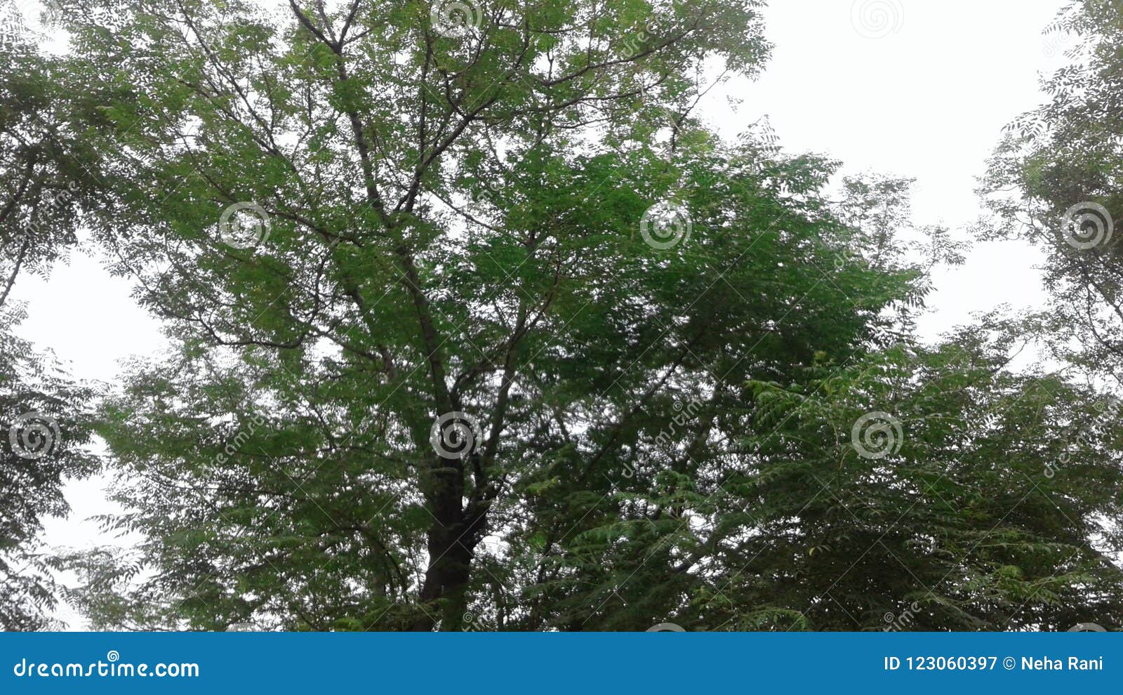 Natural trees stock image. Image of gorgeous, green - 123060397