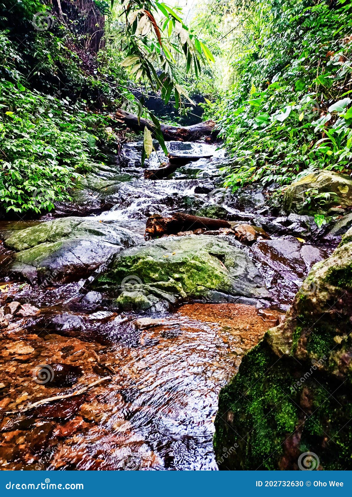 Natural Tributaries Full of Peace Stock Photo - Image of tributaries ...