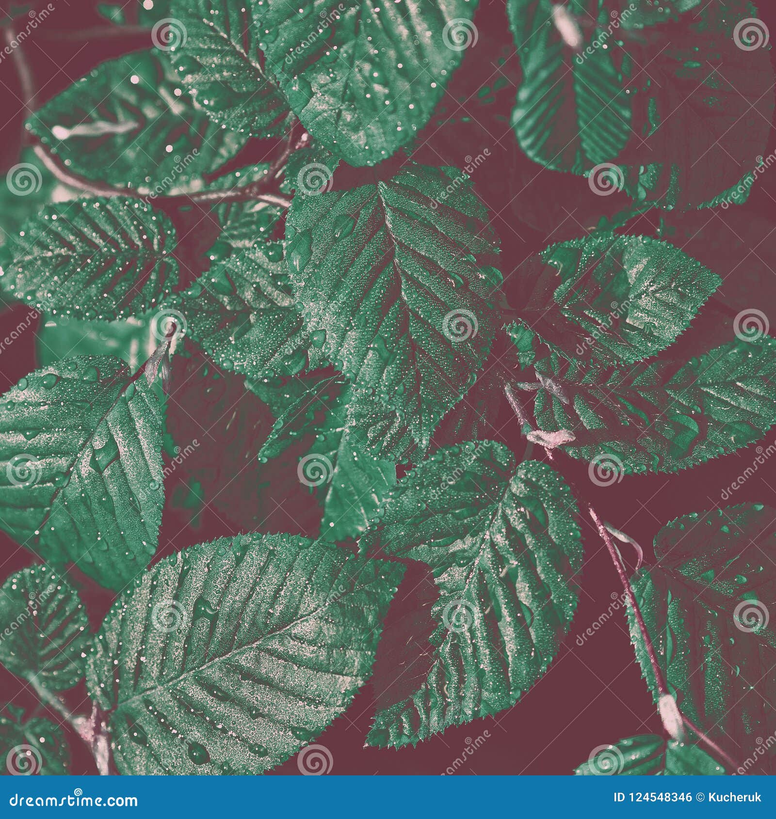 Natural Tropical Leavs Background Stock Photo - Image of leavs ...