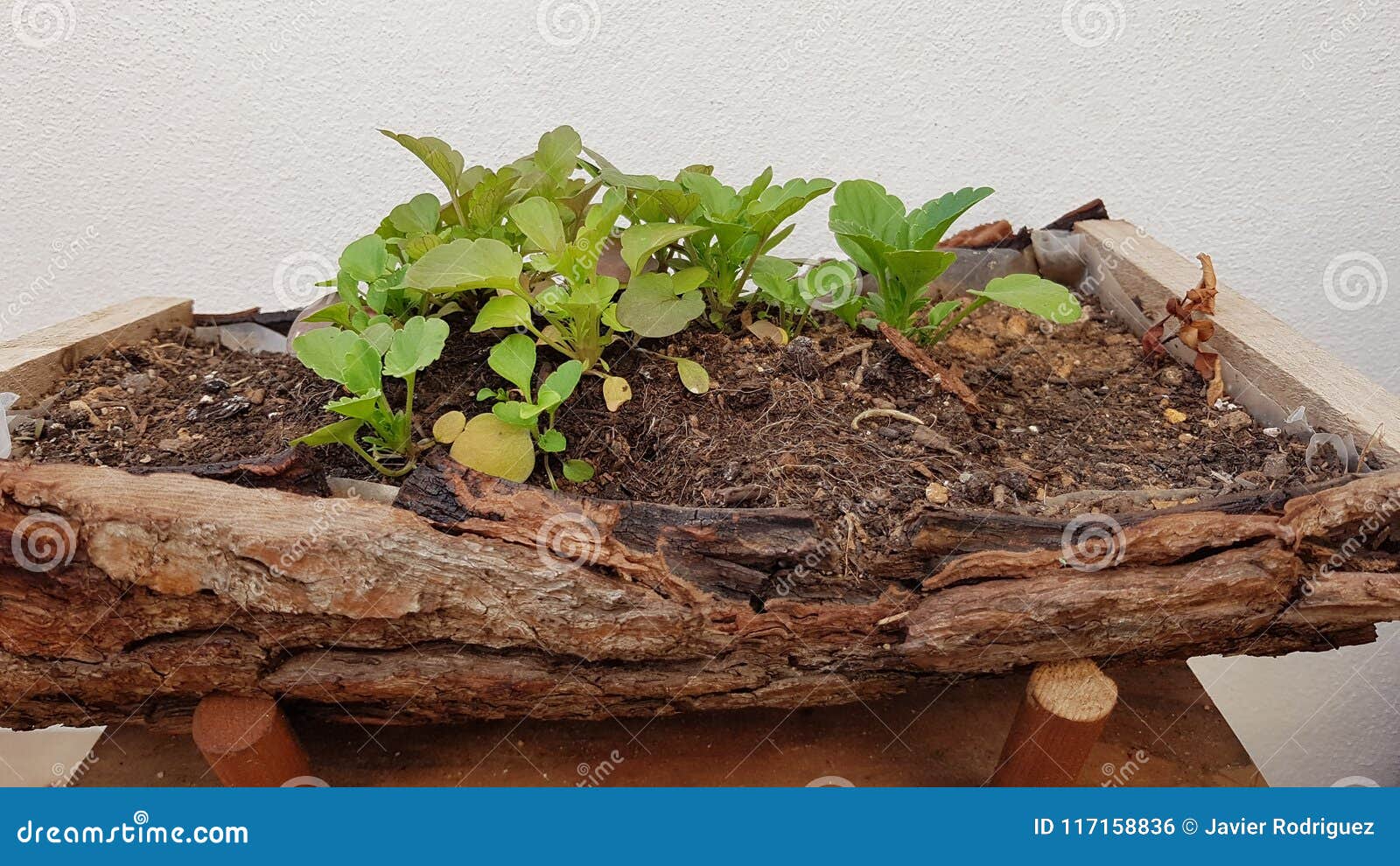 Trunk pot stock photo. Image of peppermint, natural - 117158836