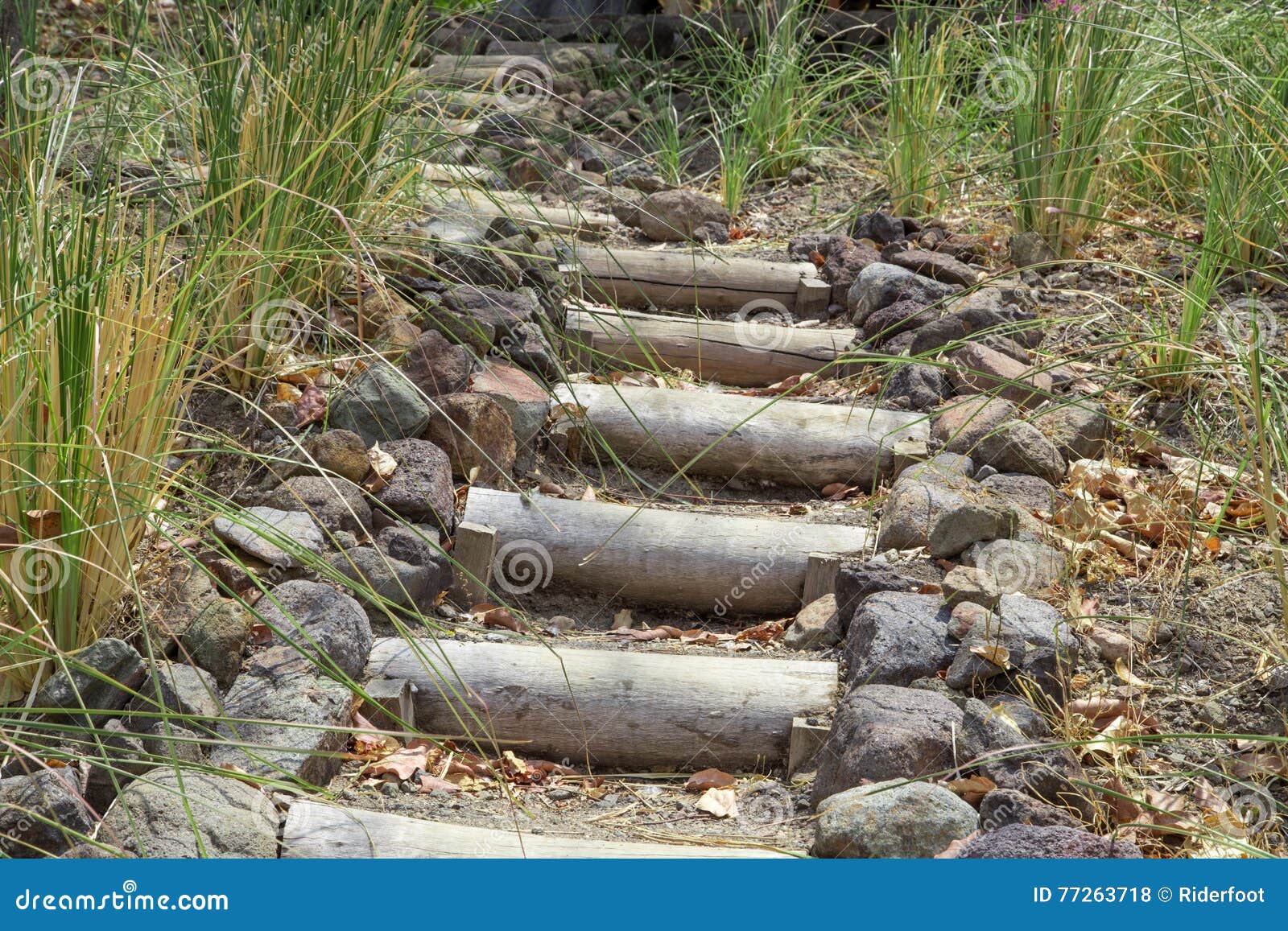 Natural Trunk Wood Stairs in a Forest Stock Photo - Image of grass ...