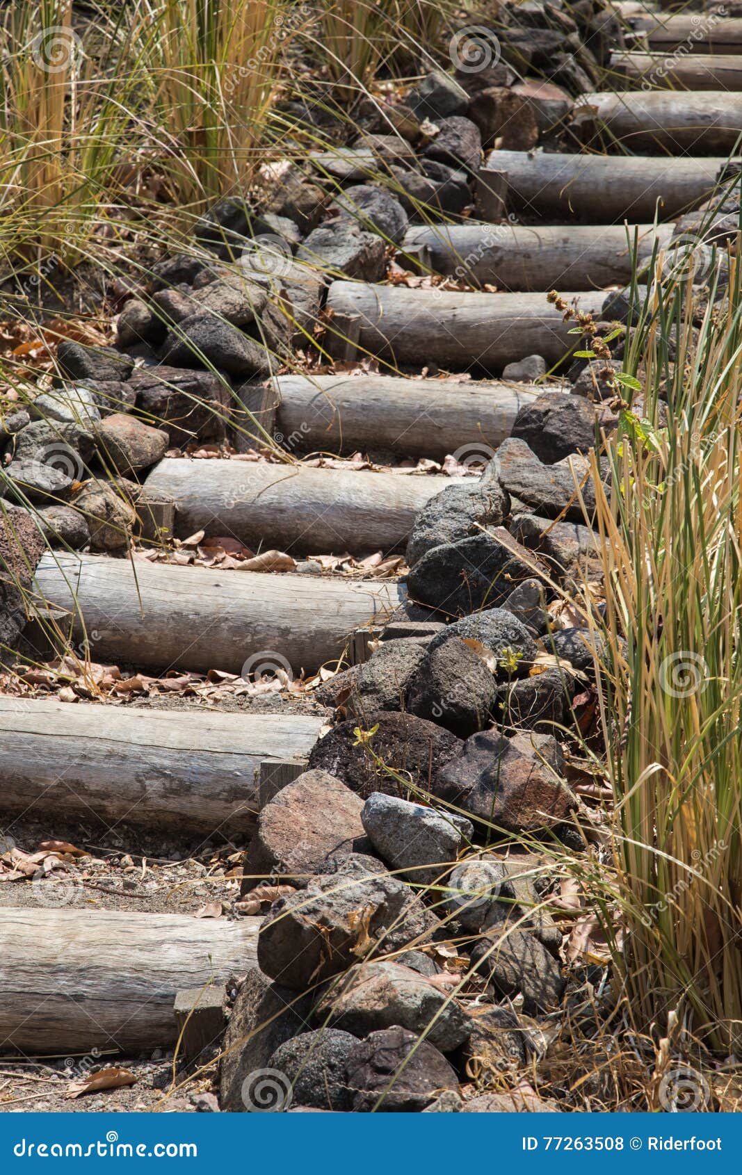 Natural Trunk Wood Stairs in a Forest Stock Photo - Image of outdoor ...