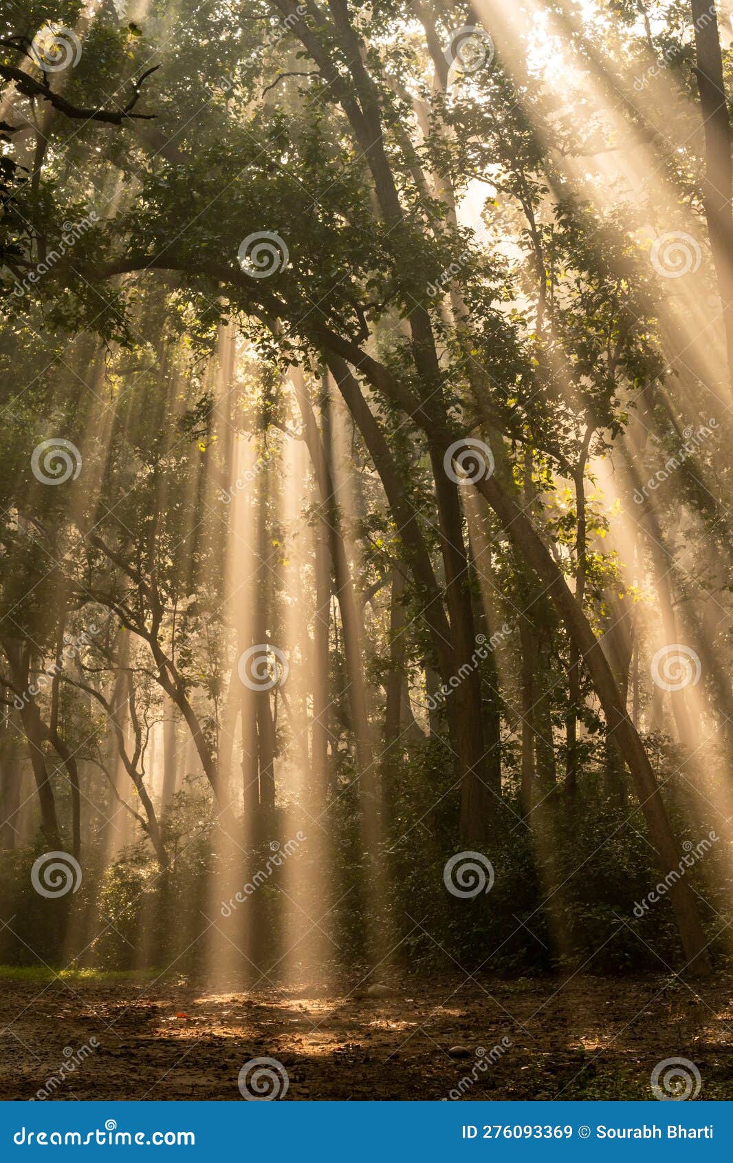 Natural Tyndall Effect or Phenomenon by Sunlight or Light Rays ...