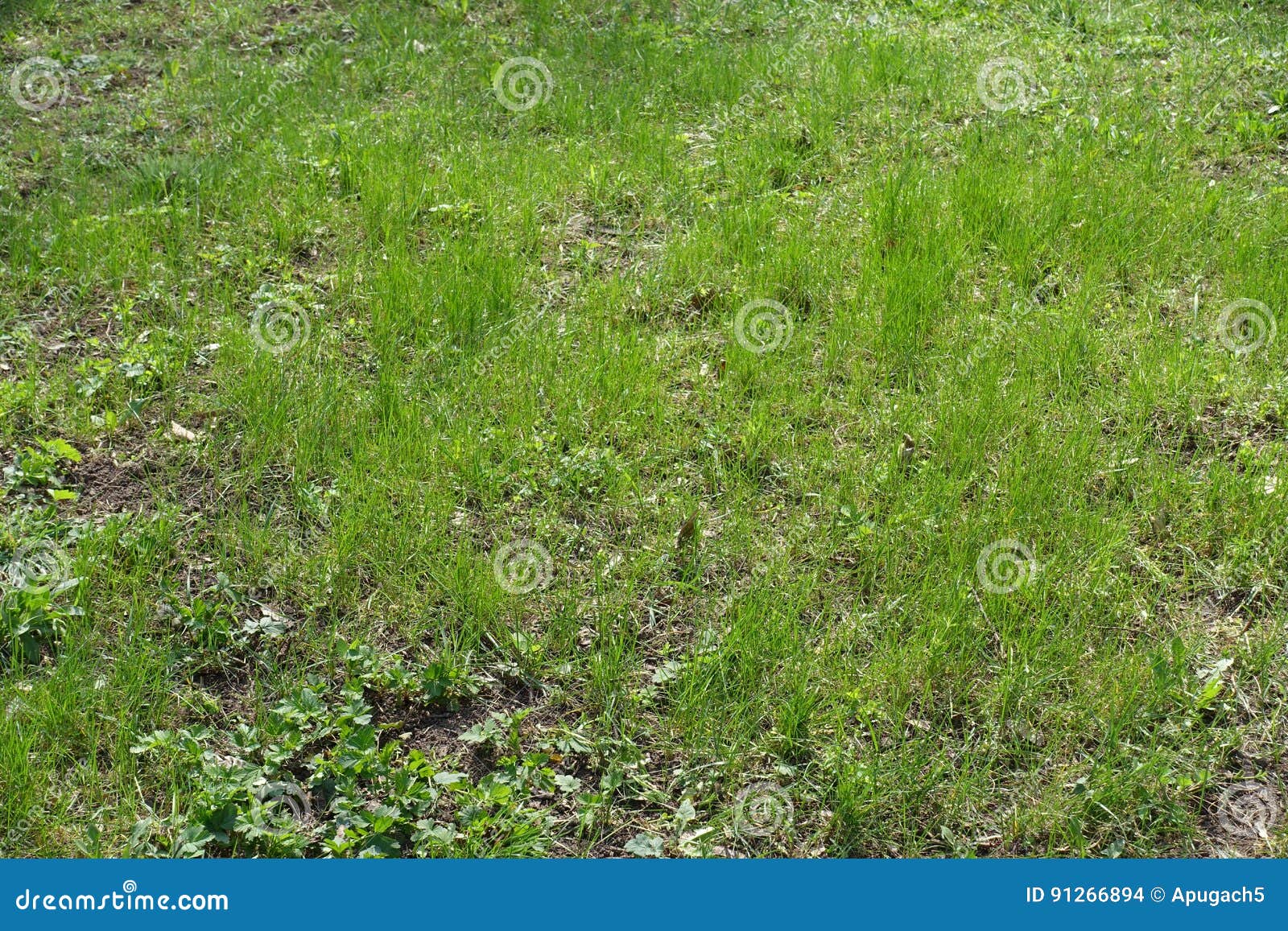 Natural Uncultivated Grass Plot in the Park Stock Photo - Image of ...