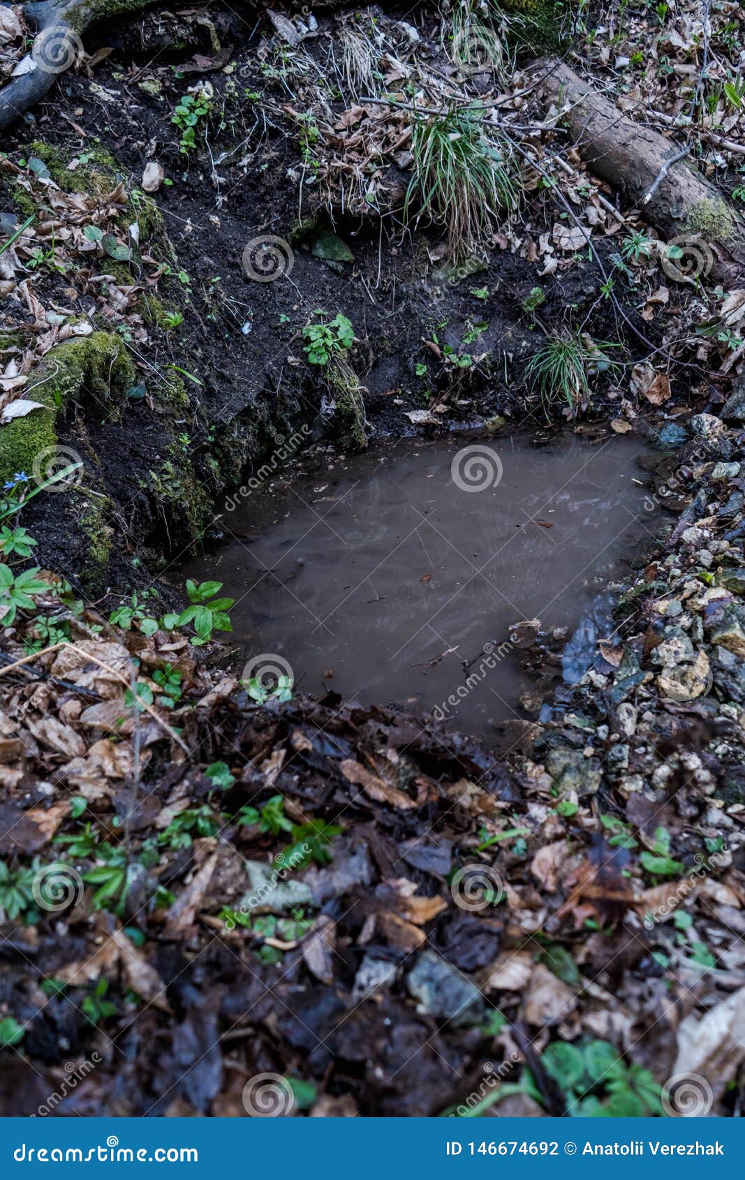 Natural Underground Spring Water Source In Wild Forest Stock Photo ...