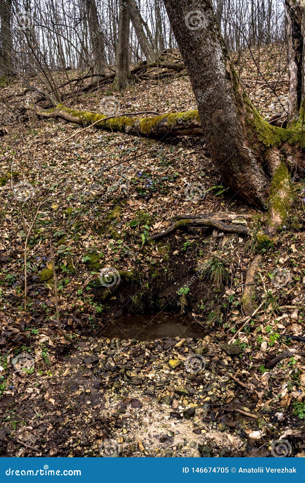 Natural Underground Spring Water Source in Wild Forest Stock Image ...
