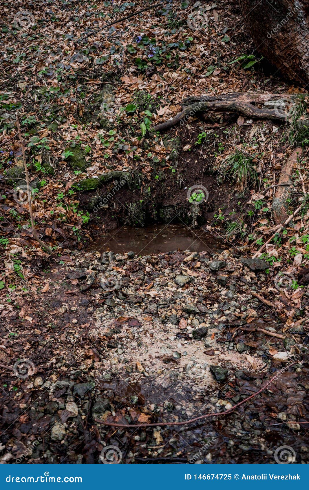 Natural Underground Spring Water Source in Wild Forest Stock Image ...