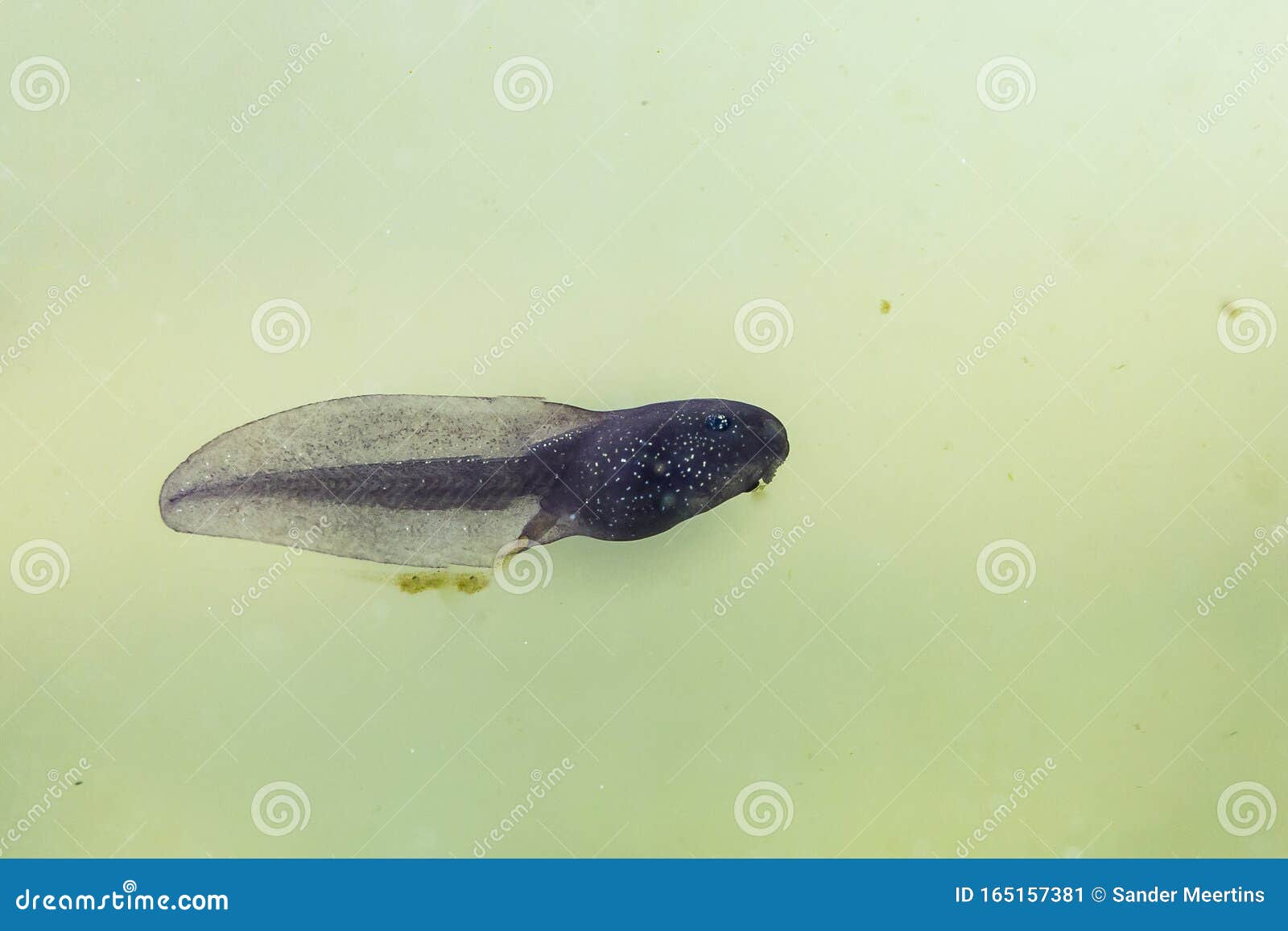 Natural Underwater View on a Tadpole or Pollywog Larval Stage Swimming ... Natural Underwater View on a Tadpole or Pollywog Larval Stage Swimming ...