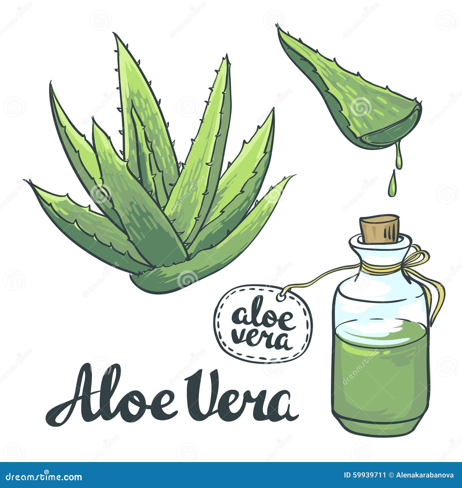 Natural Vector Aloe Vera Illustration Objects Stock Vector ...